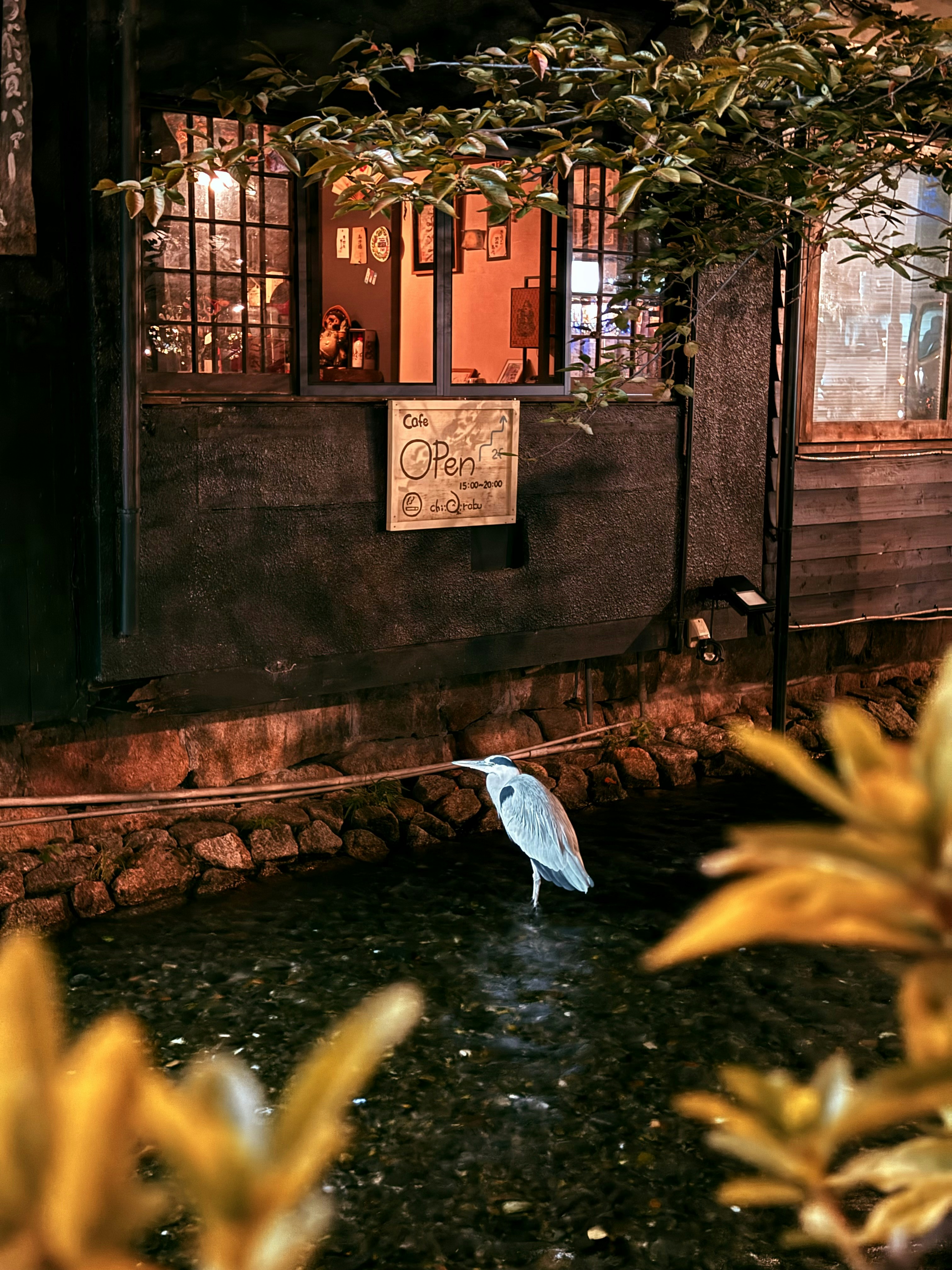 Blue Heron by the Lantern-lit Café