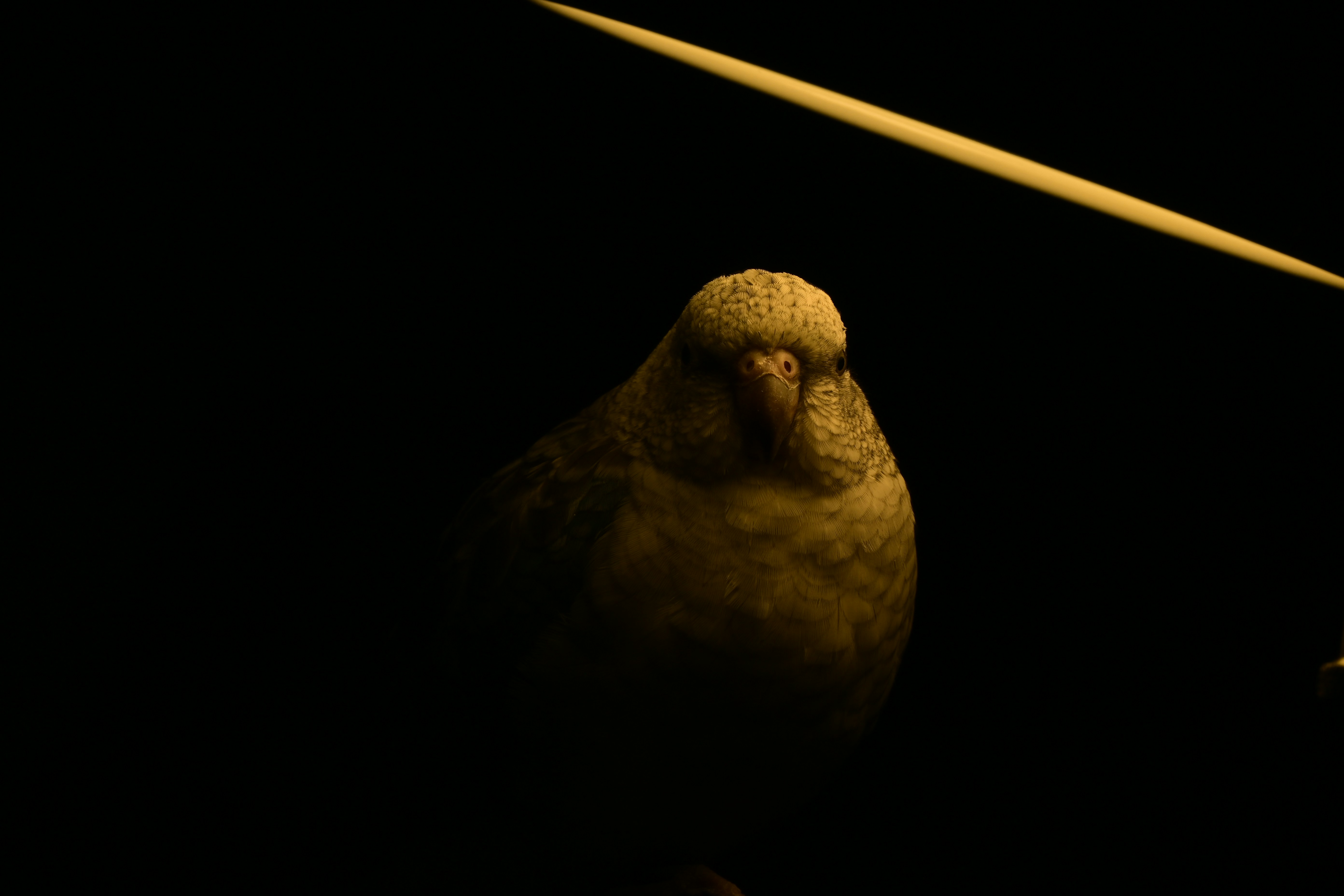 Shadowed Gaze in Amber Darkness: a solitary bird framed by a diagonal beam.