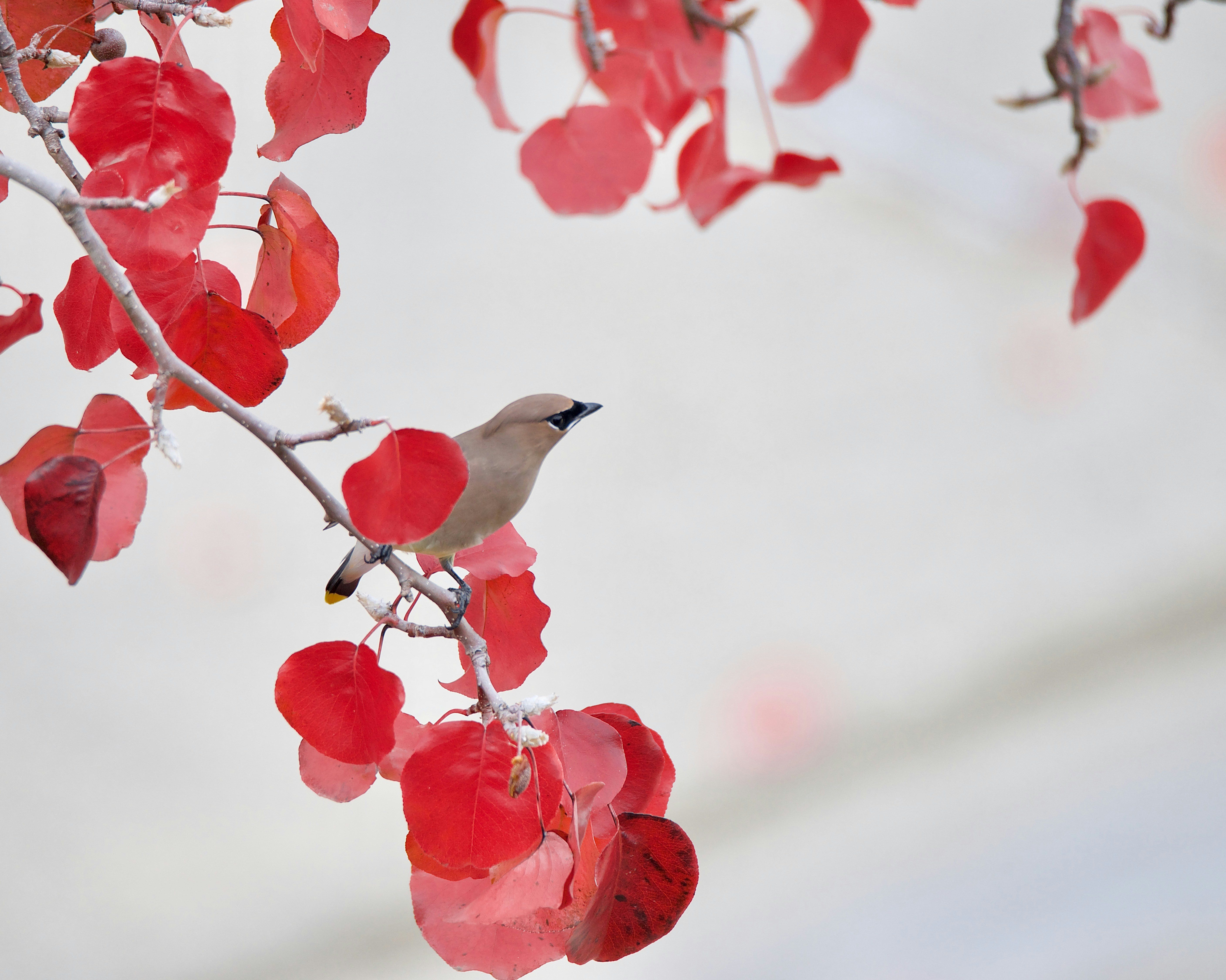 Crimson Leaves, Frost-kissed Perch: A Tiny Visitor