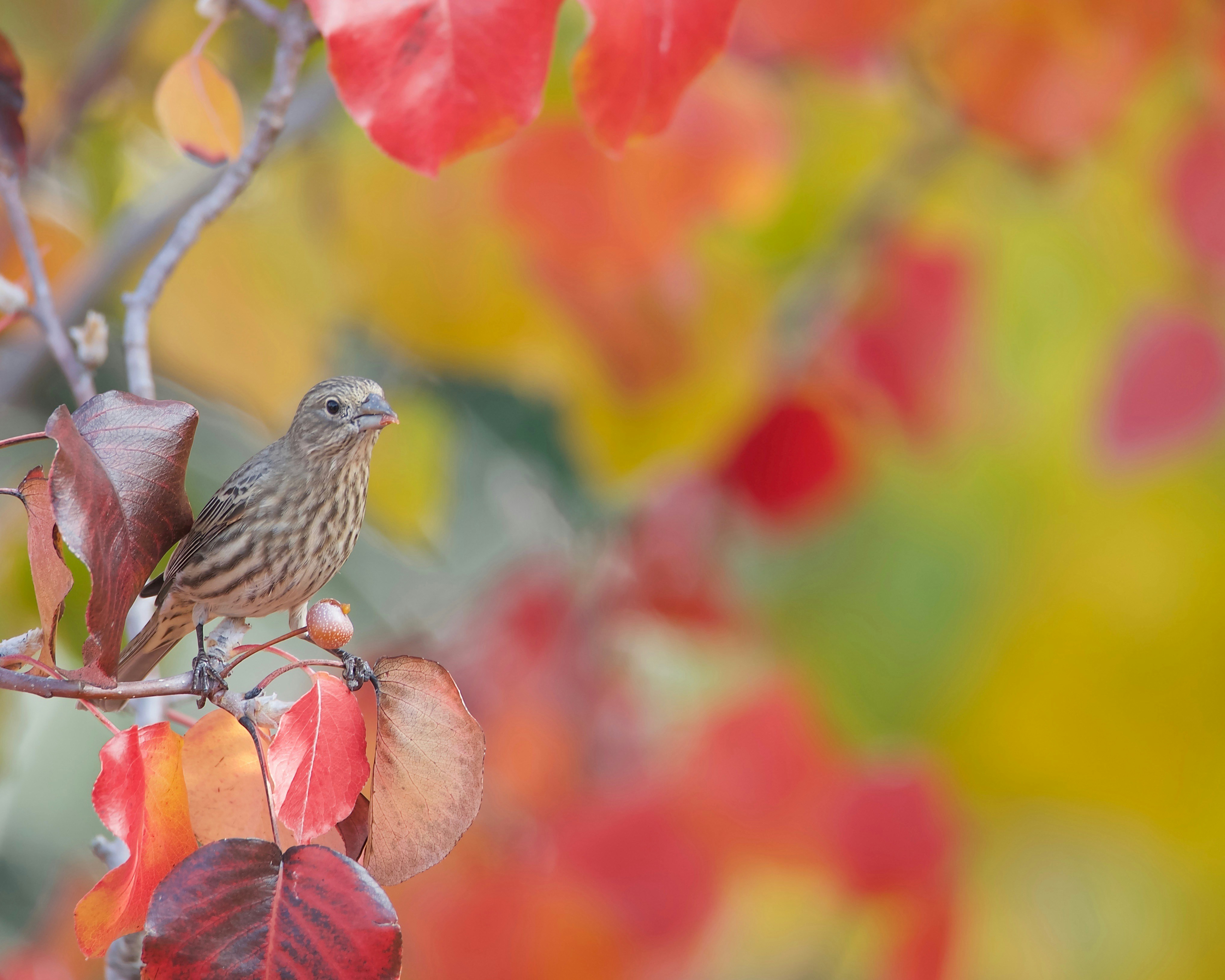 Sparrow on a Velvet Autumn Stage