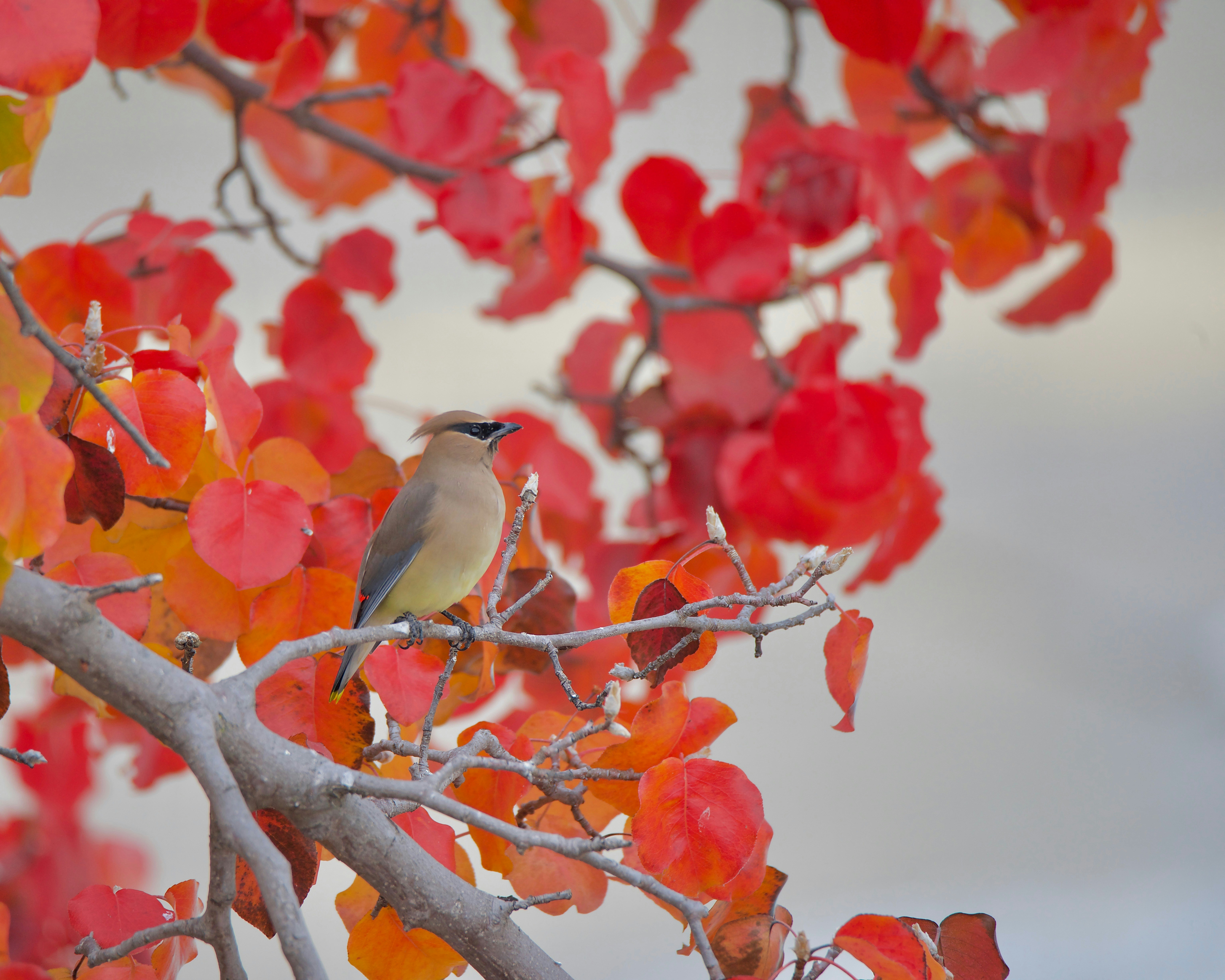 A bird sitting on a branch of a tree photo – Free Pleasanton Image on Unsplash