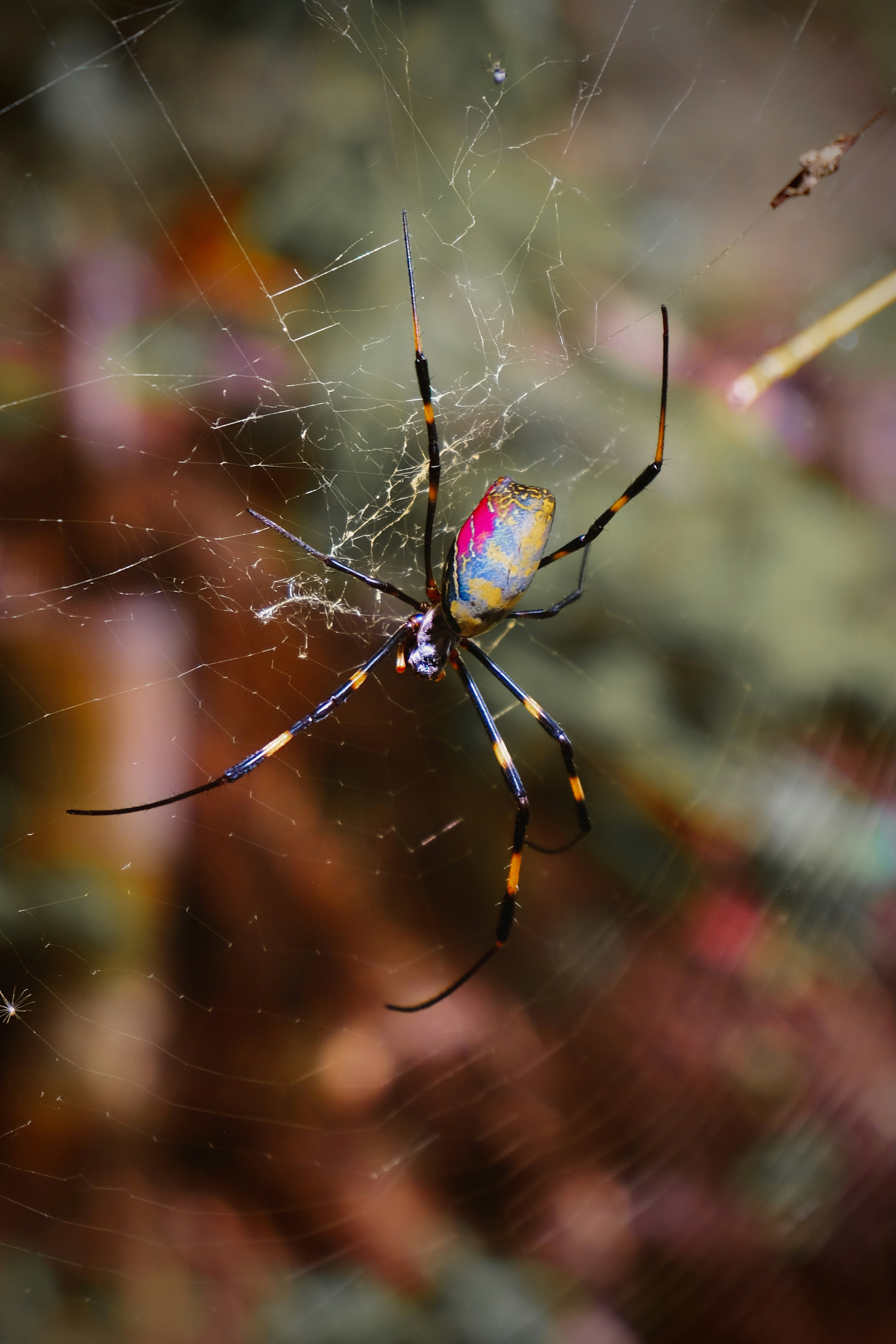 Chromatic Orbweaver in a Silken Glade