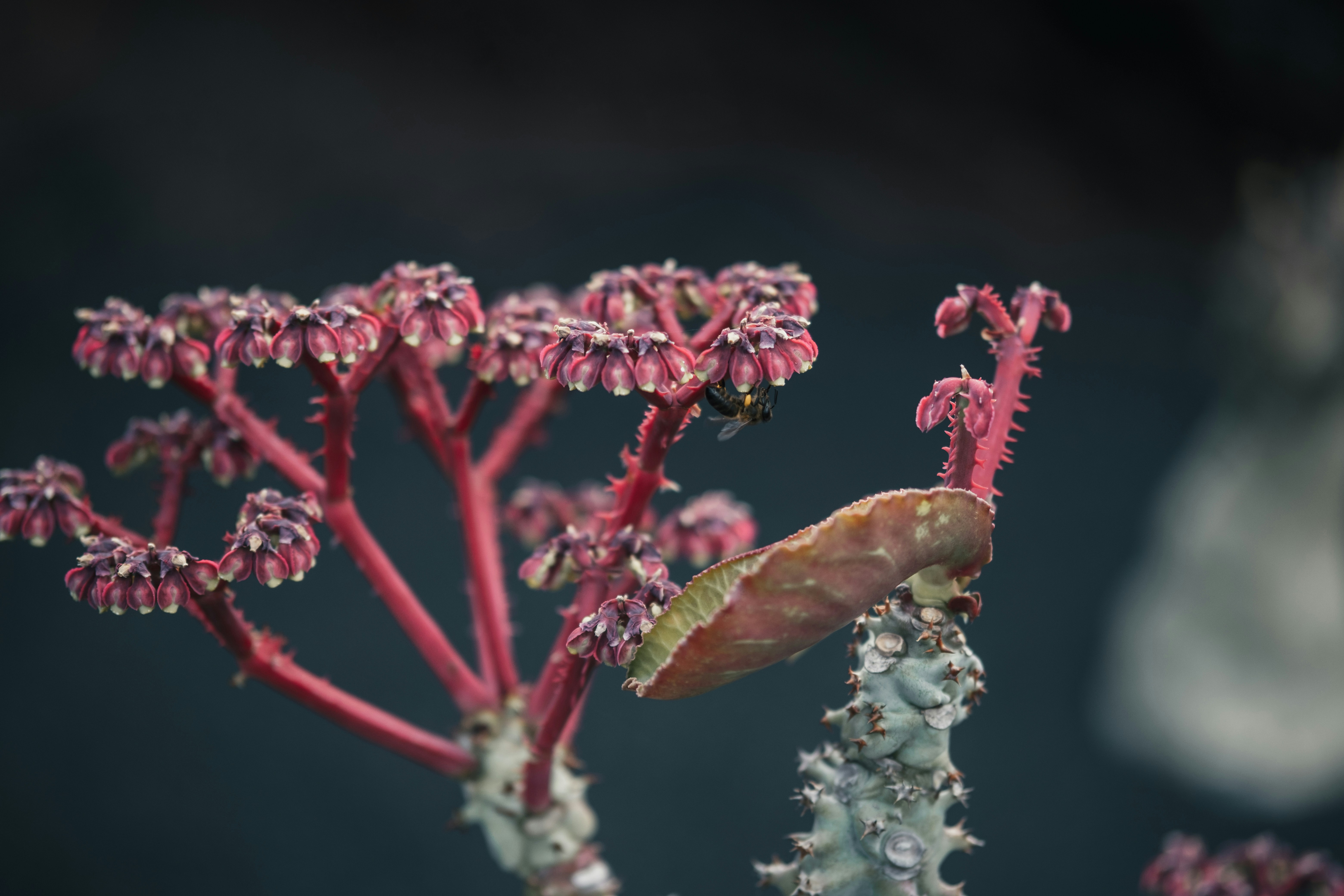 Crimson Coral Buds in a Velvet Blue Backdrop