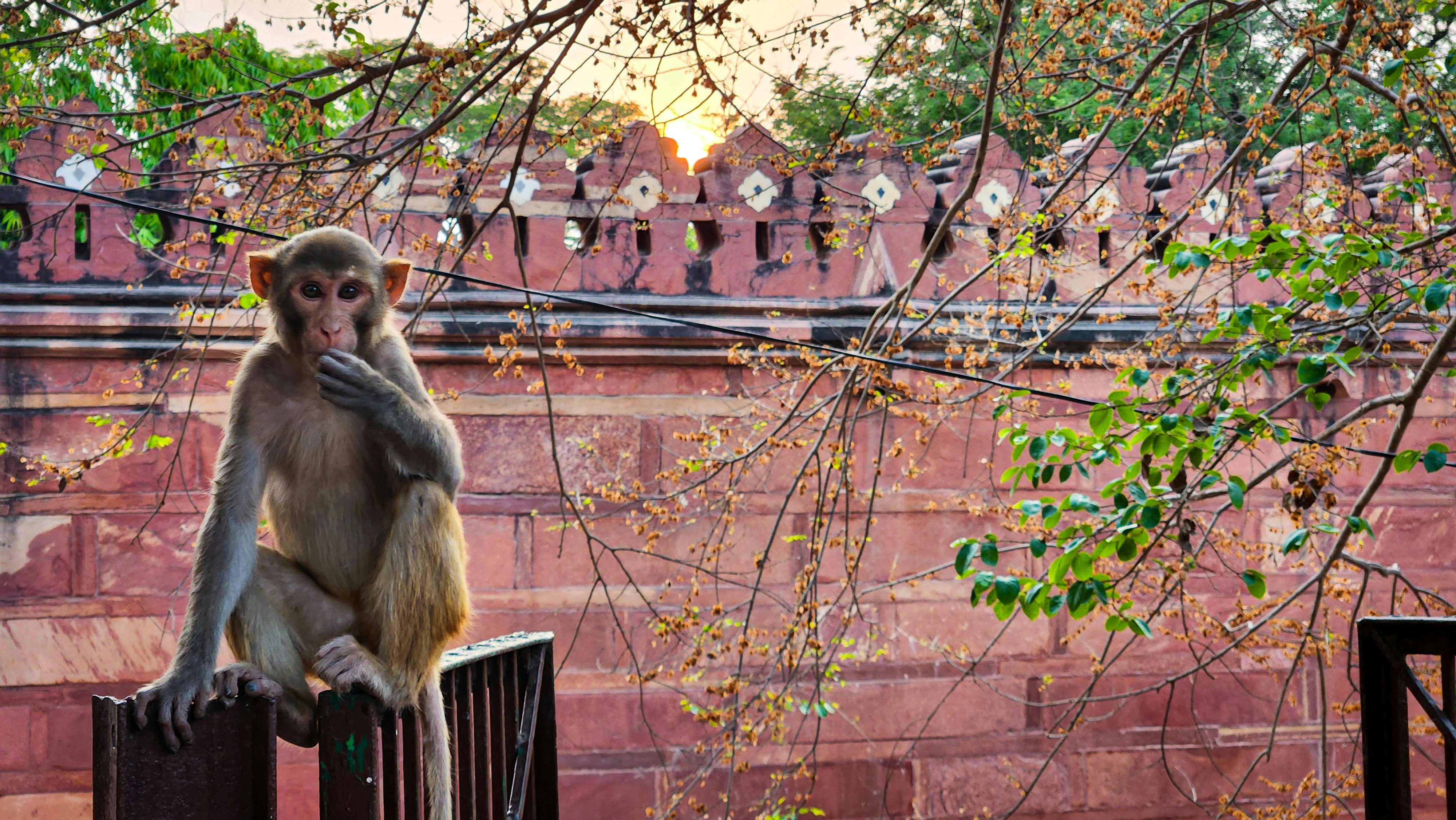 Rooftop Watcher: A Curious Macaque Beneath Autumnal Sunlight