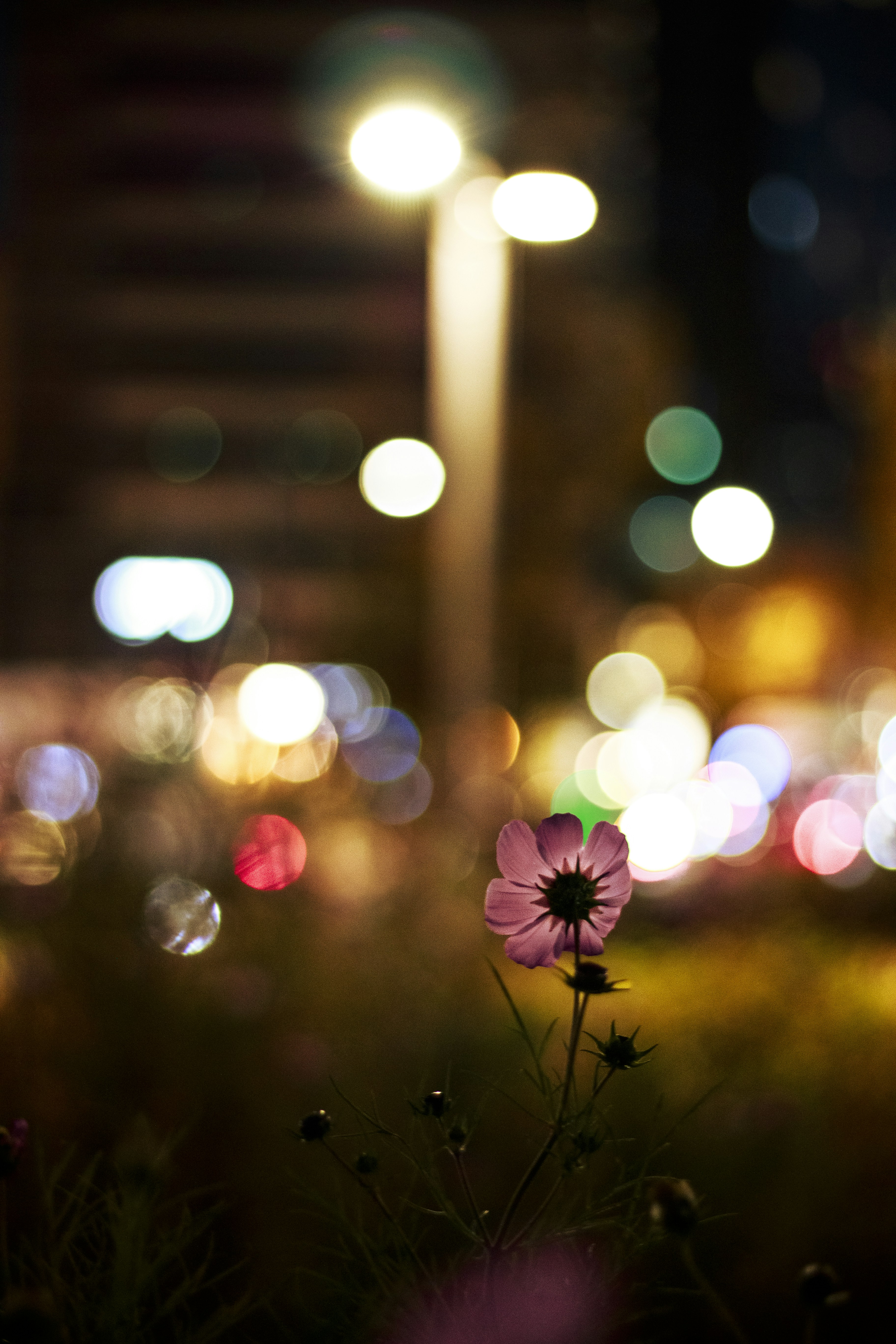 Photo by Hoyoun Lee with Canon EOS 70D