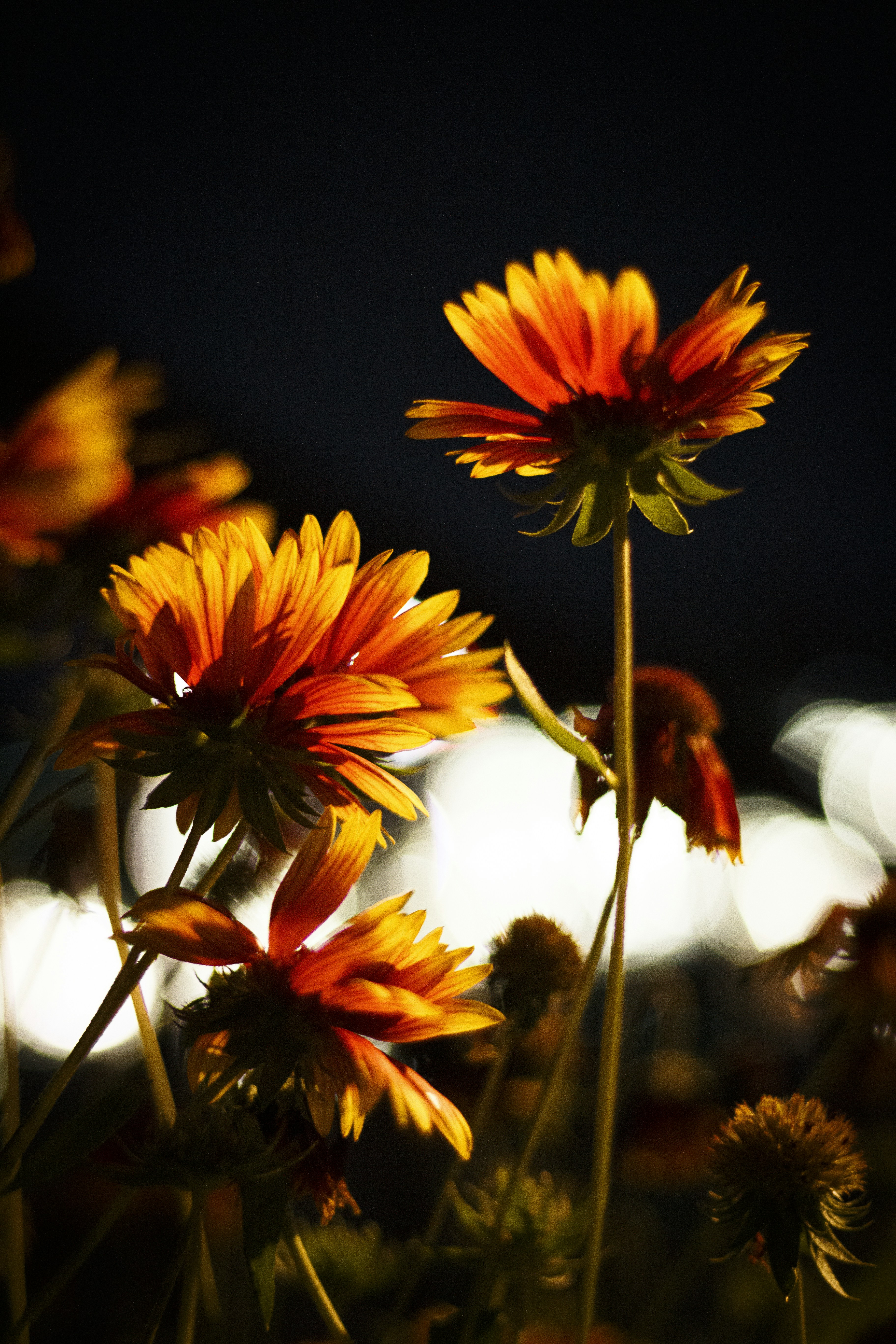 Night Bloom: Backlit Orange Daisies Amid Neon City Bokeh