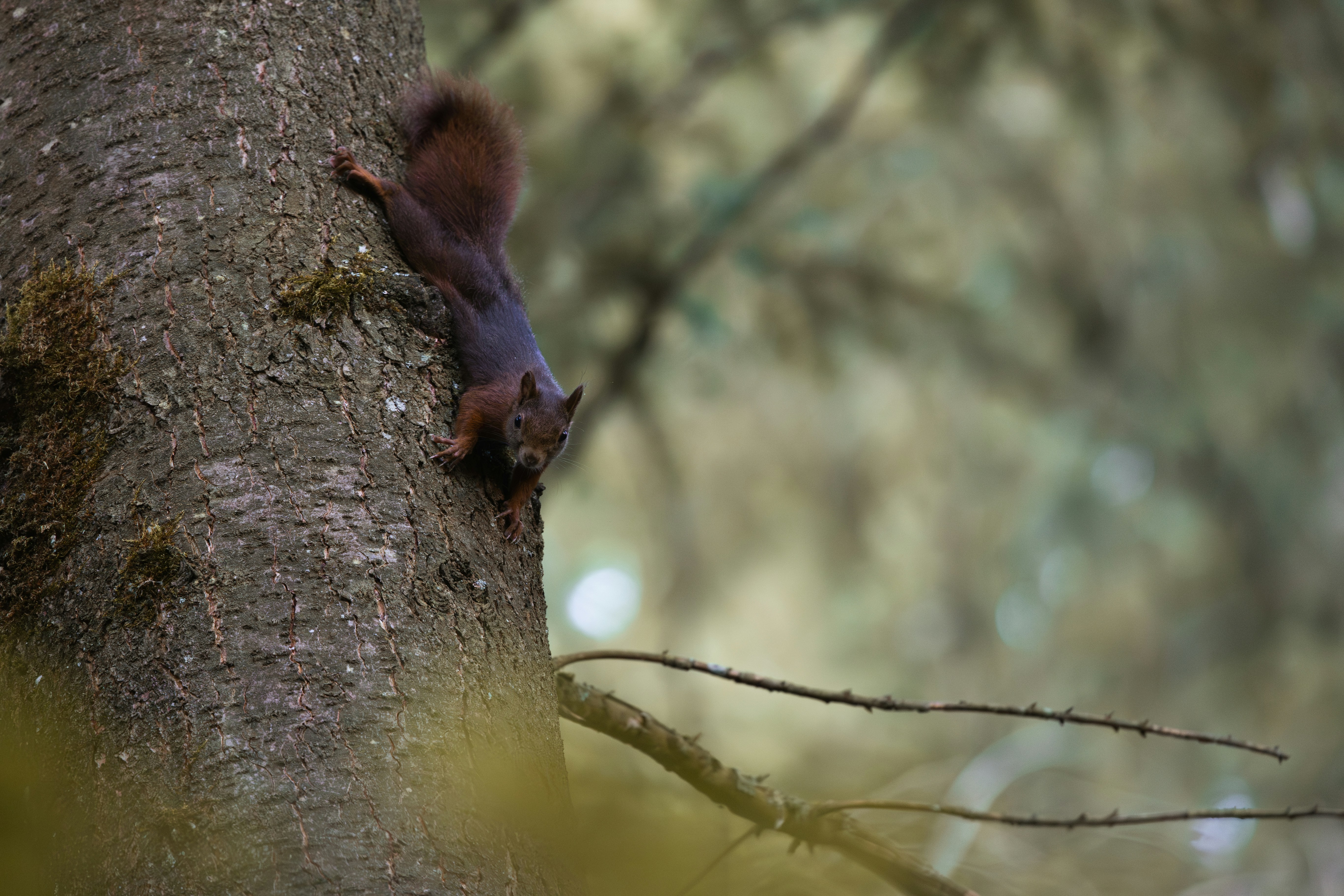 Tiny climber on a moss-dusted oak trunk