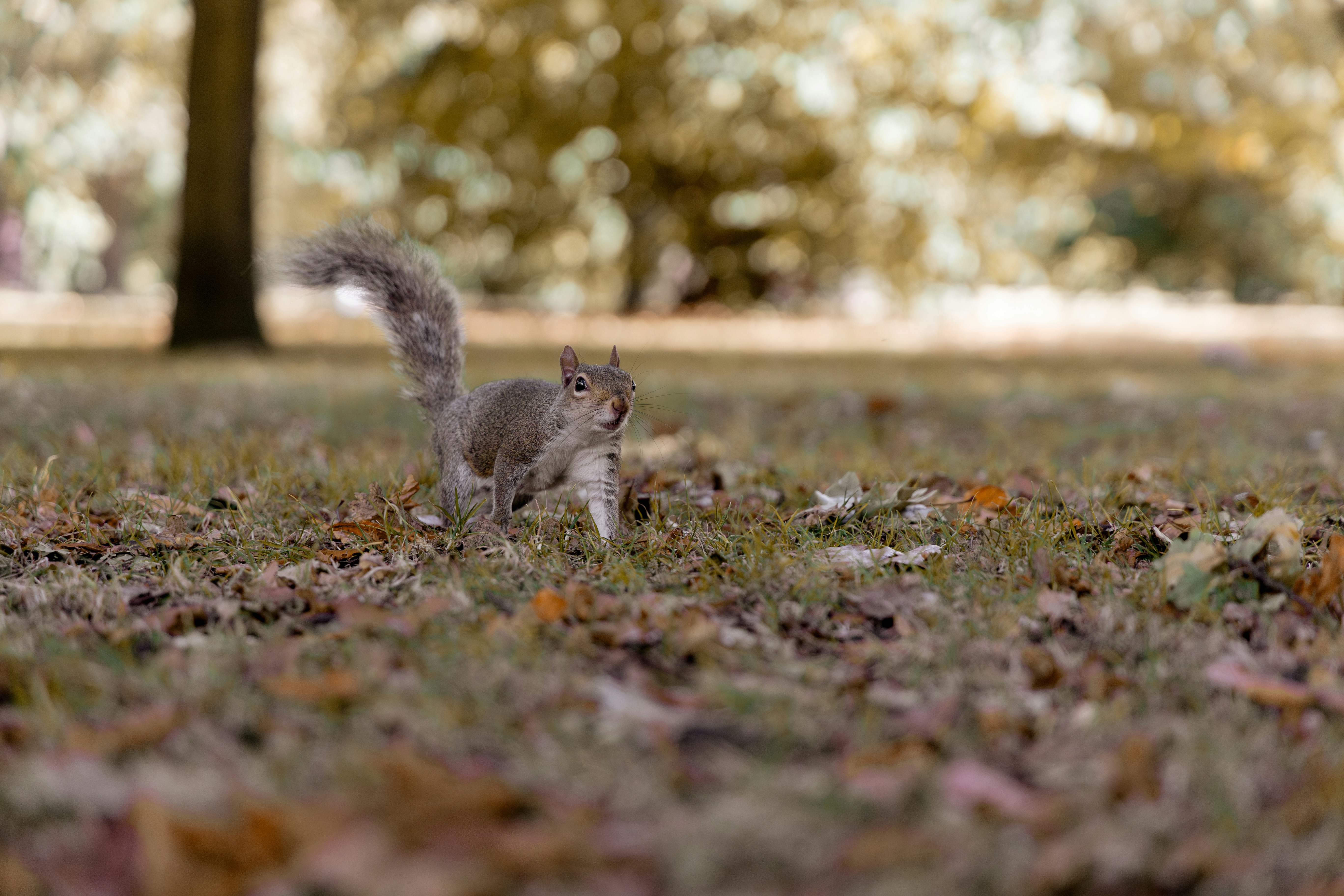 Alert Squirrel on a Leaf-Littered Path in Dappled Park Light
