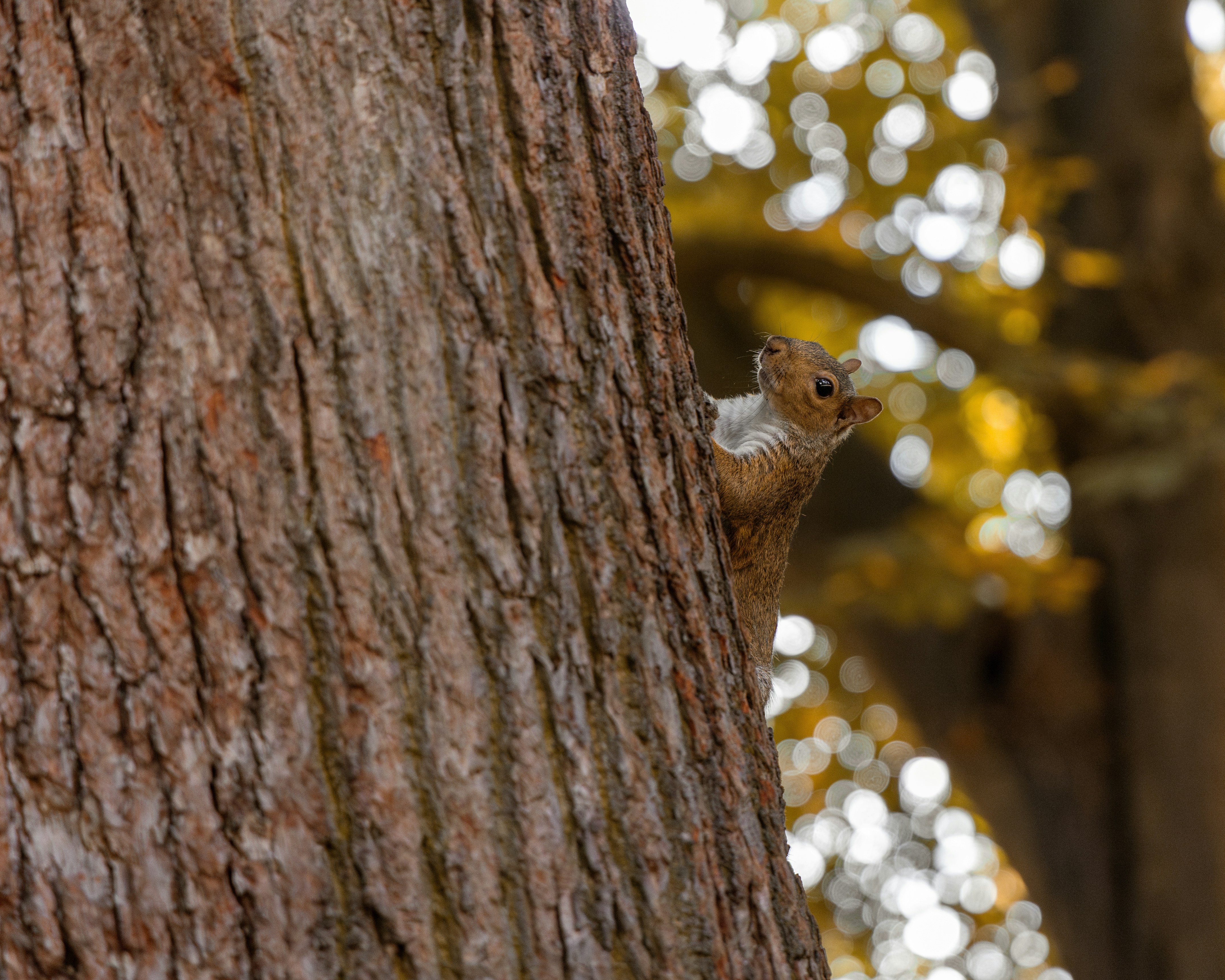 A squirrel sitting on the side of a tree photo – Free Animal Image on ...