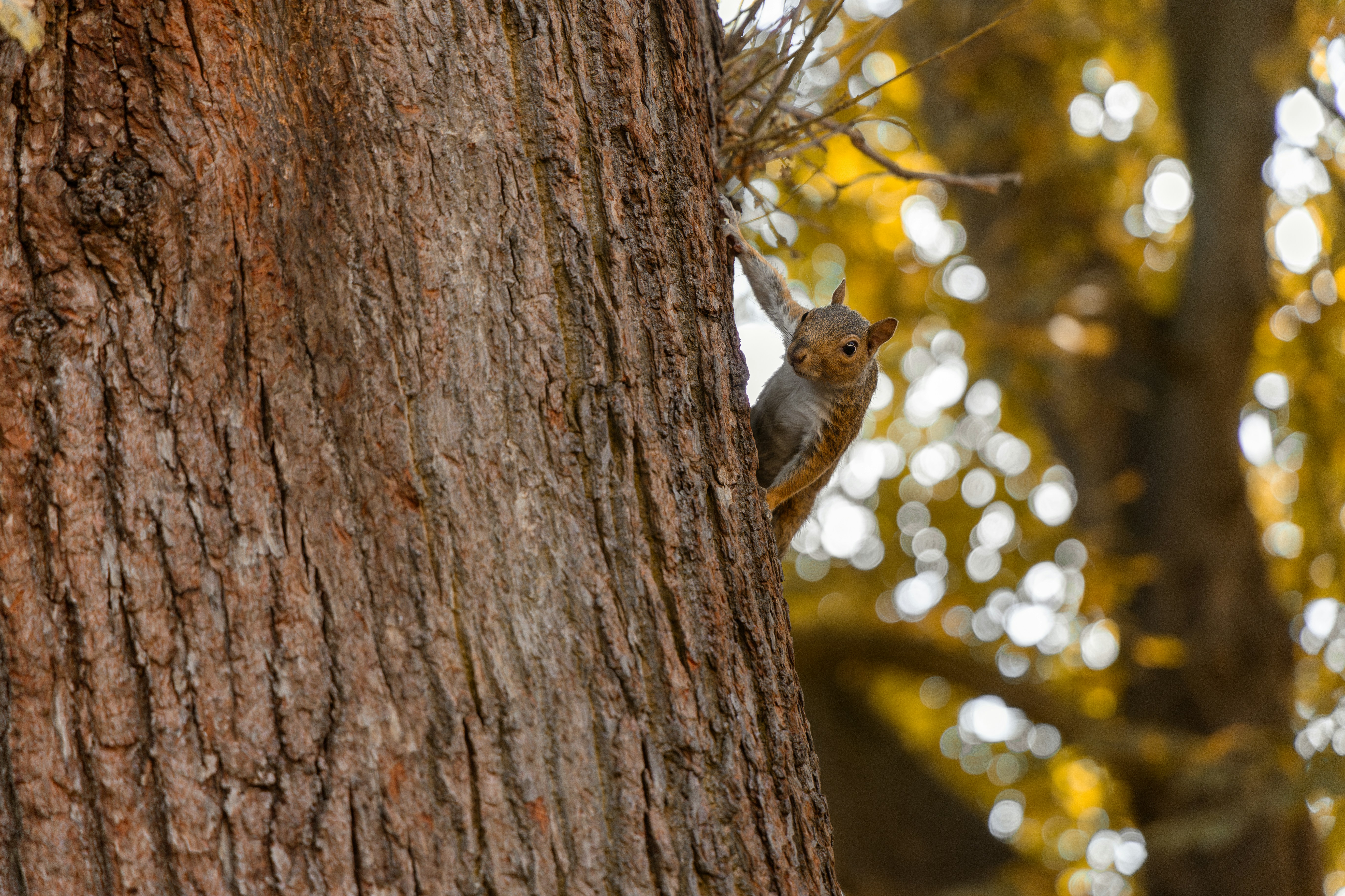 A squirrel climbing up the side of a tree photo – Free London Image on ...