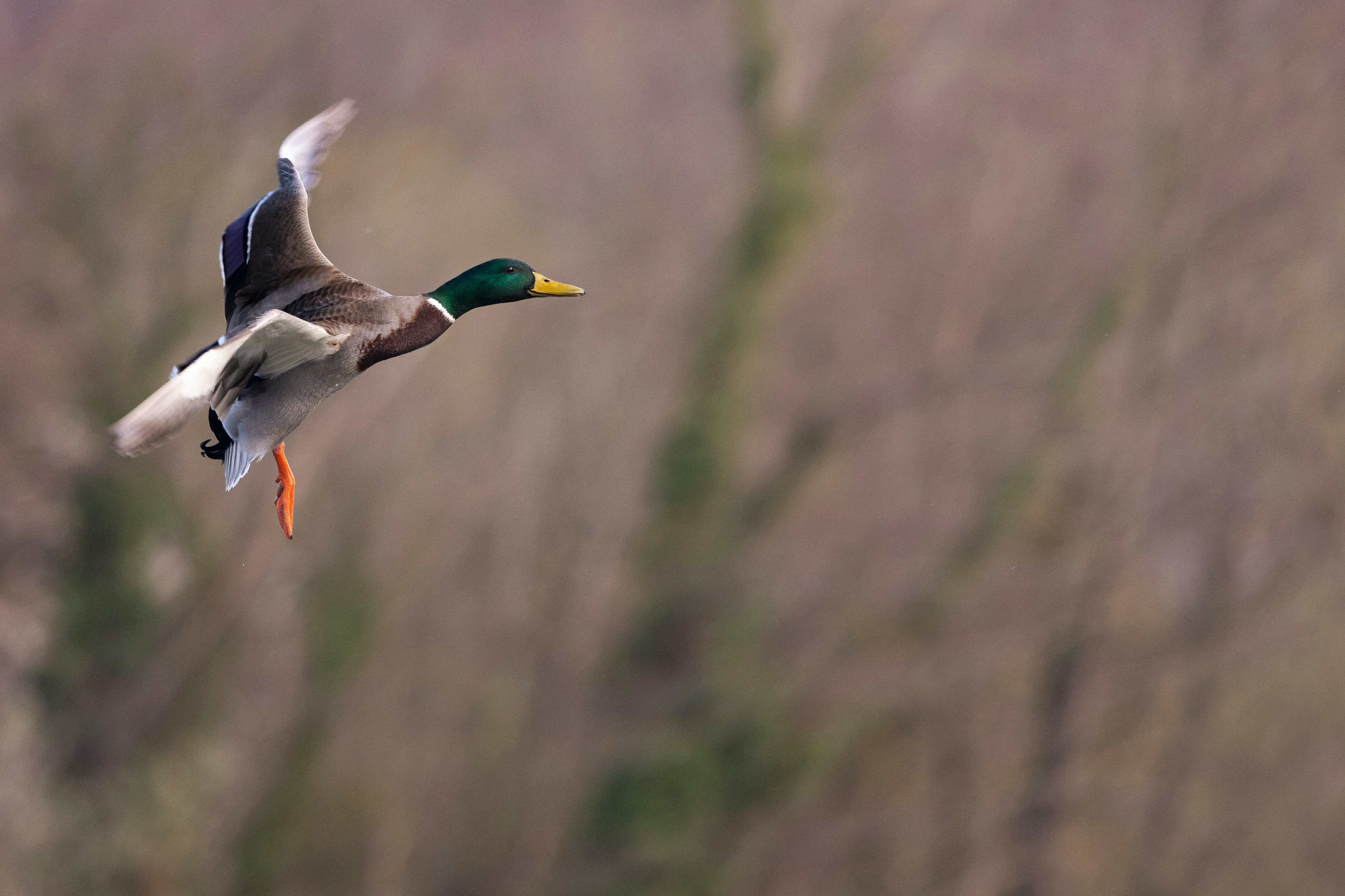 Emerald-Headed Mallard in Mid-Flight Over a Muted Woodland Backdrop