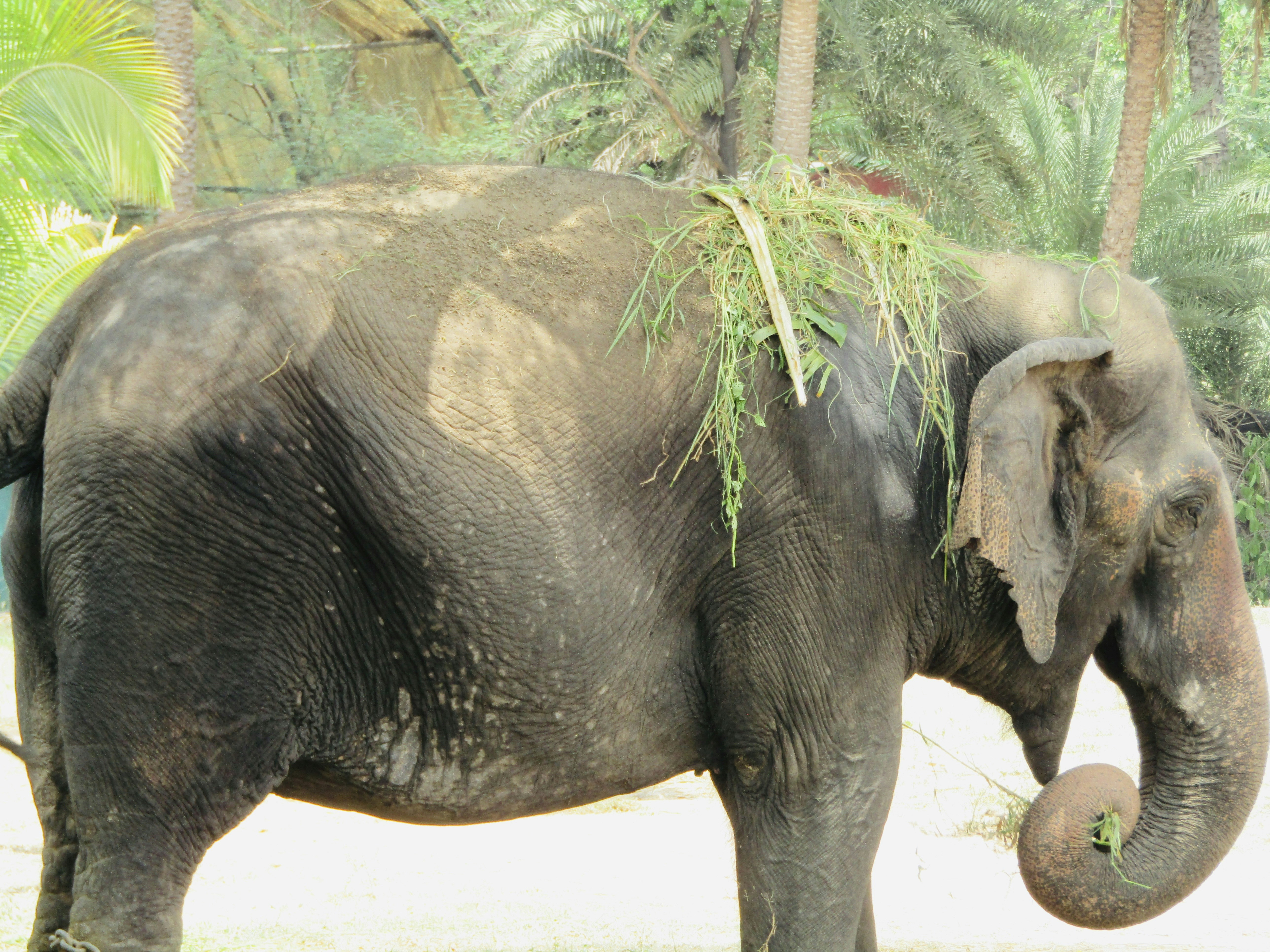 Elephant standing in a lush environment with greenery on its back, using its trunk to forage.