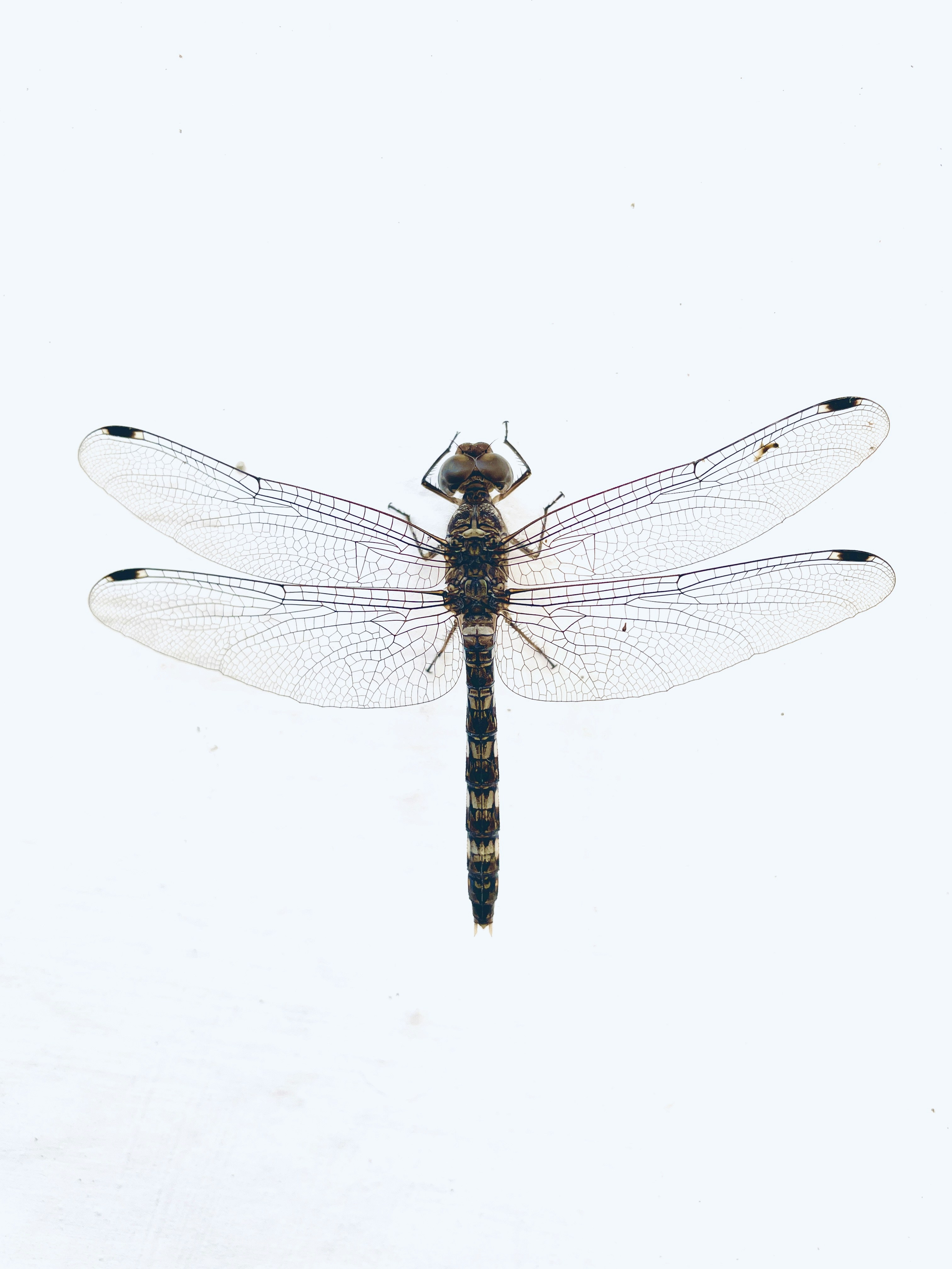 Symmetry in Glass Wings: Dragonfly on a Pale Stage