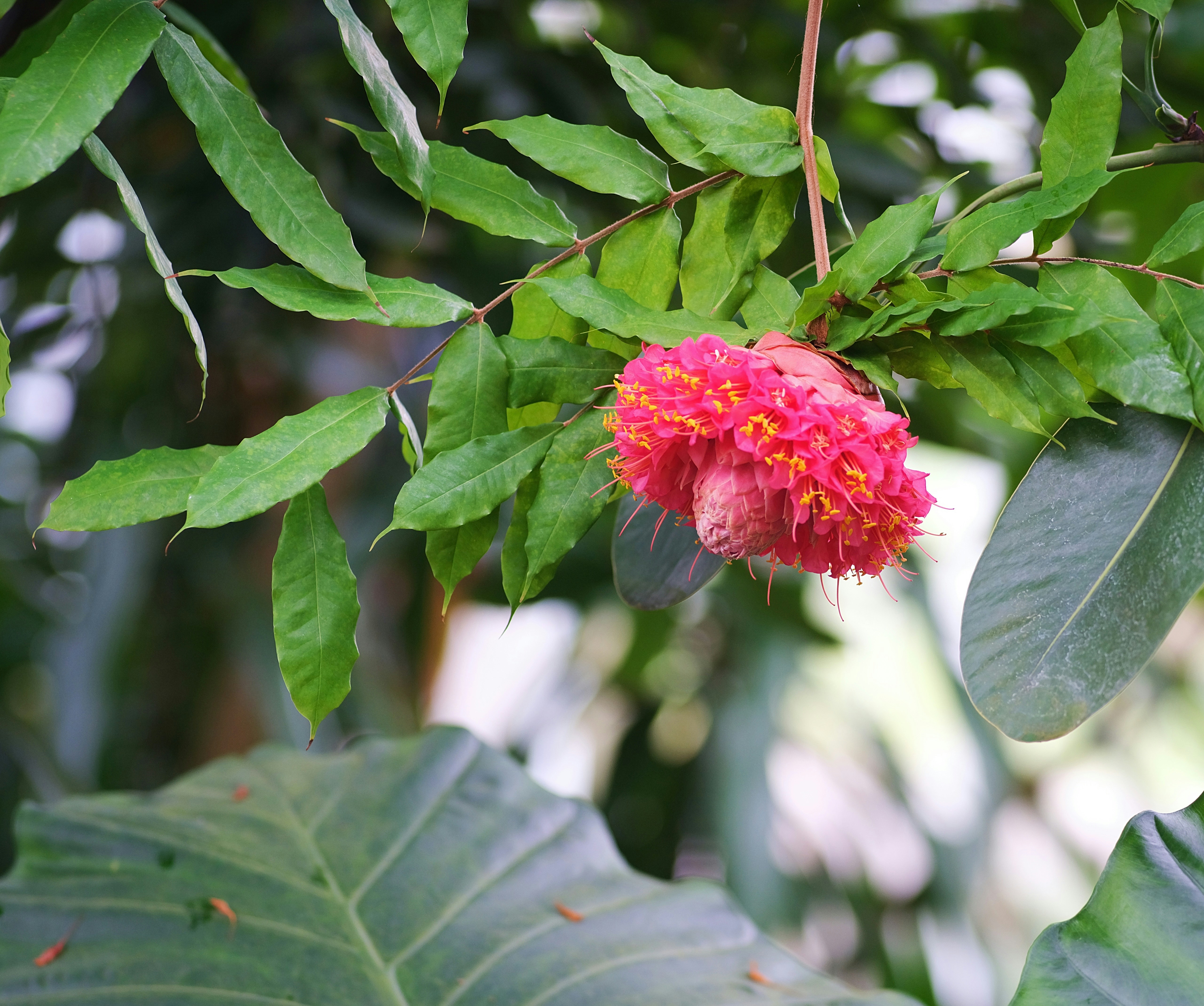 A vibrant pink flower hangs gracefully among rich green leaves, showcasing the beauty of tropical flora.