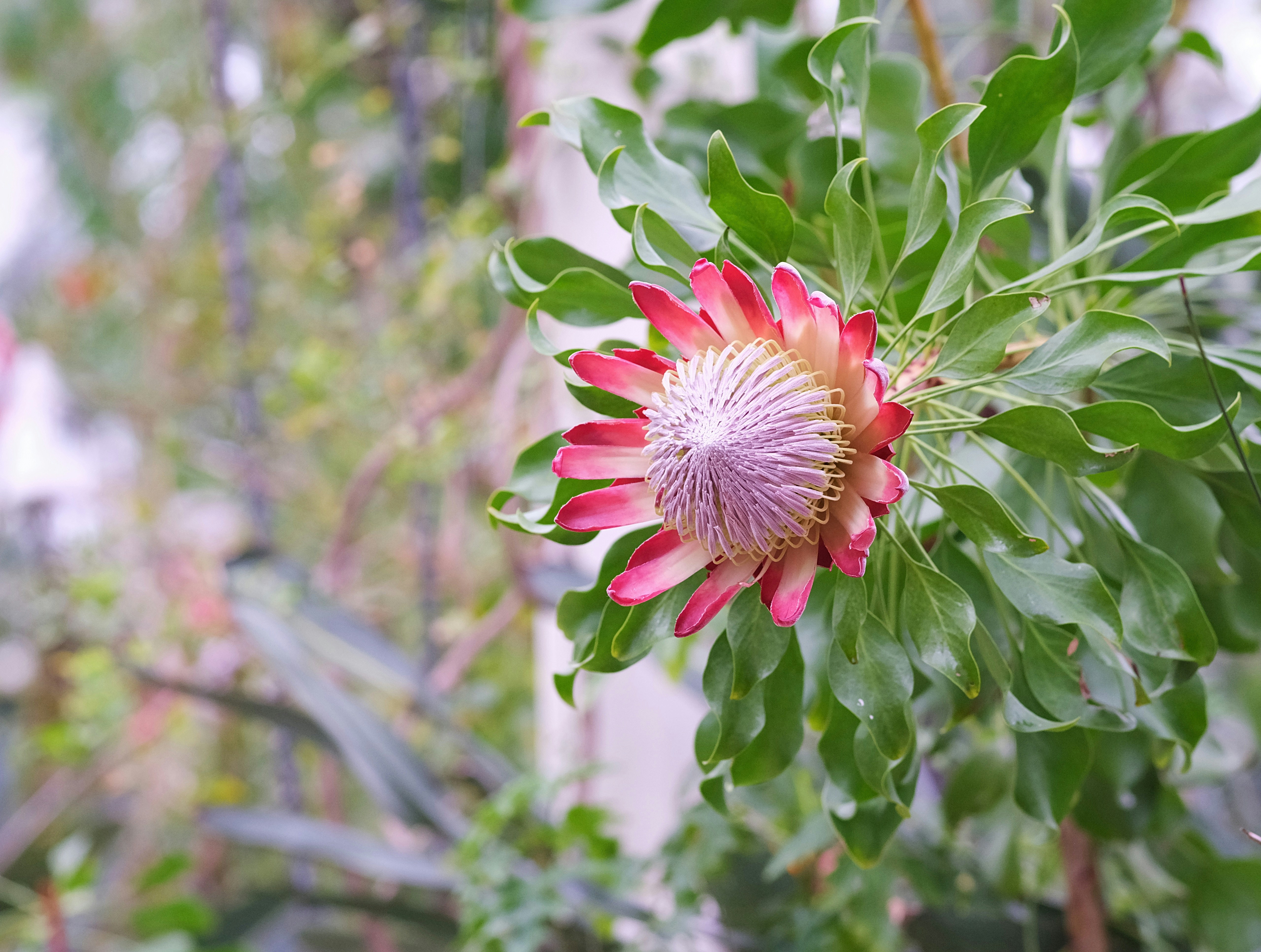 Pink Protea Bloom Reaching Into a Soft Pastel Garden