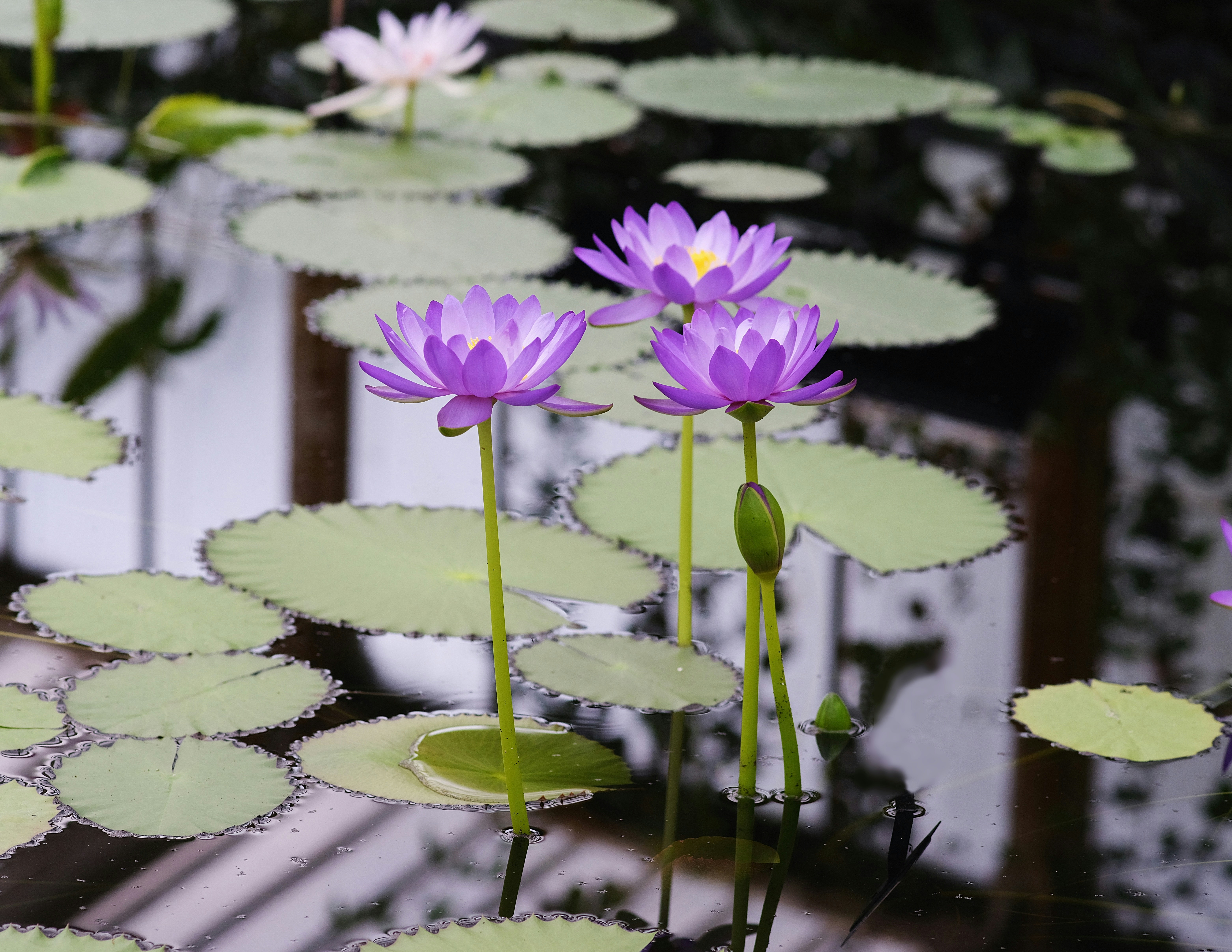 Purple water lilies rise above floating lily pads on a tranquil, reflective pond. This photograph emphasizes vivid color and the calm geometry of the scene.