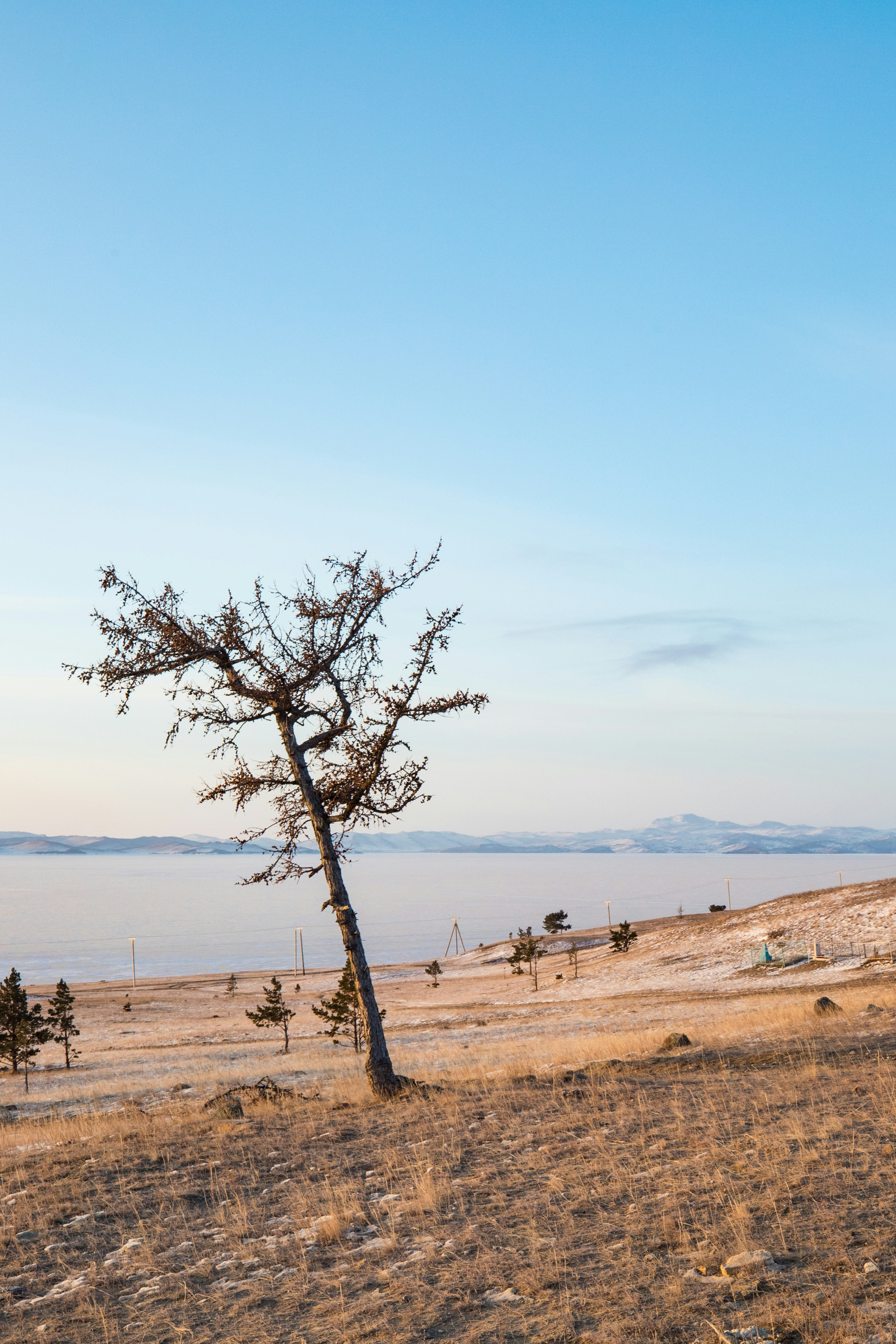 A lone tree in the middle of a barren field photo – Free Human Image on ...