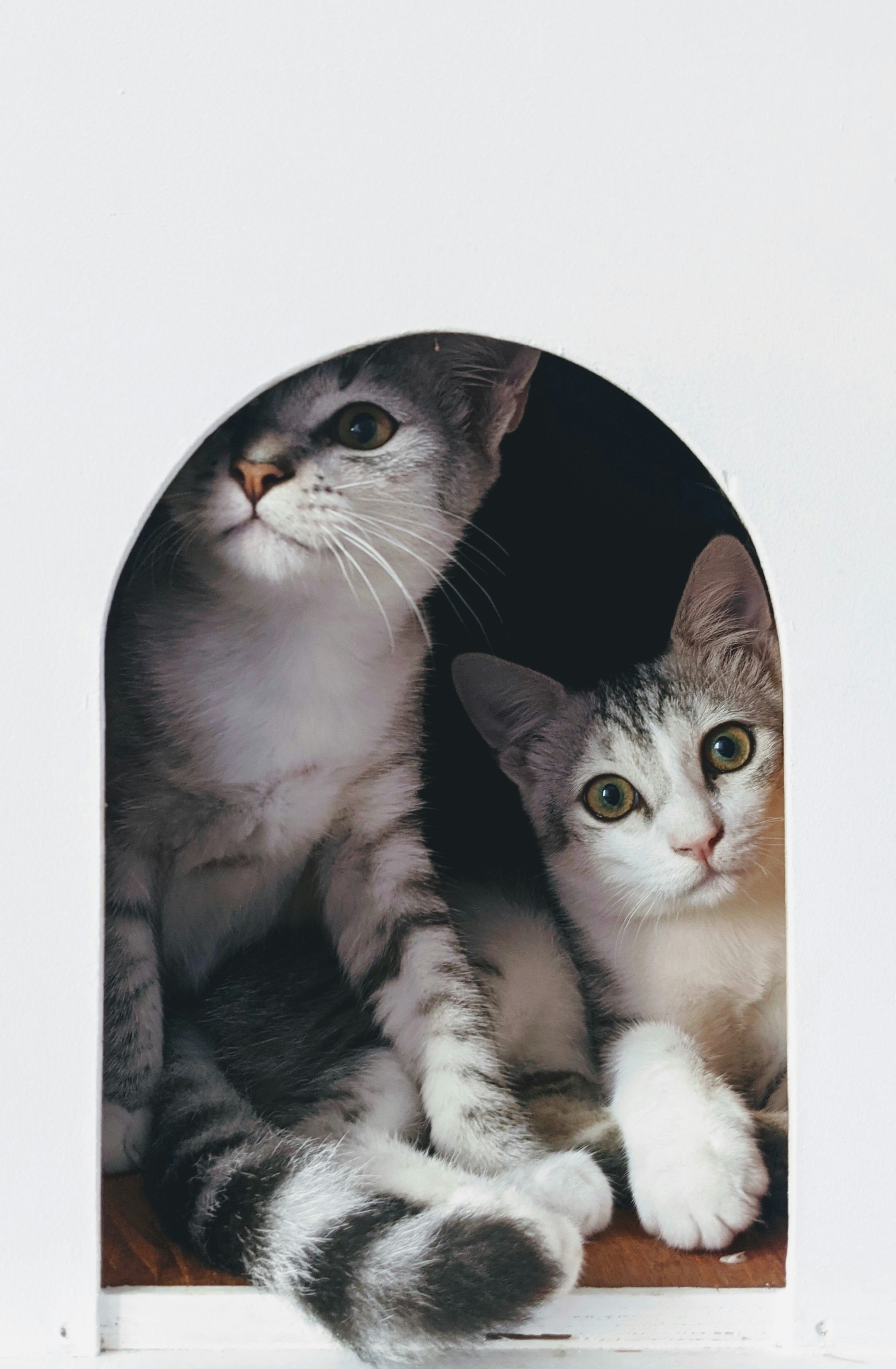 Two curious cats peer from a white arched window opening in a softly lit photograph, their faces and paws framed by light.