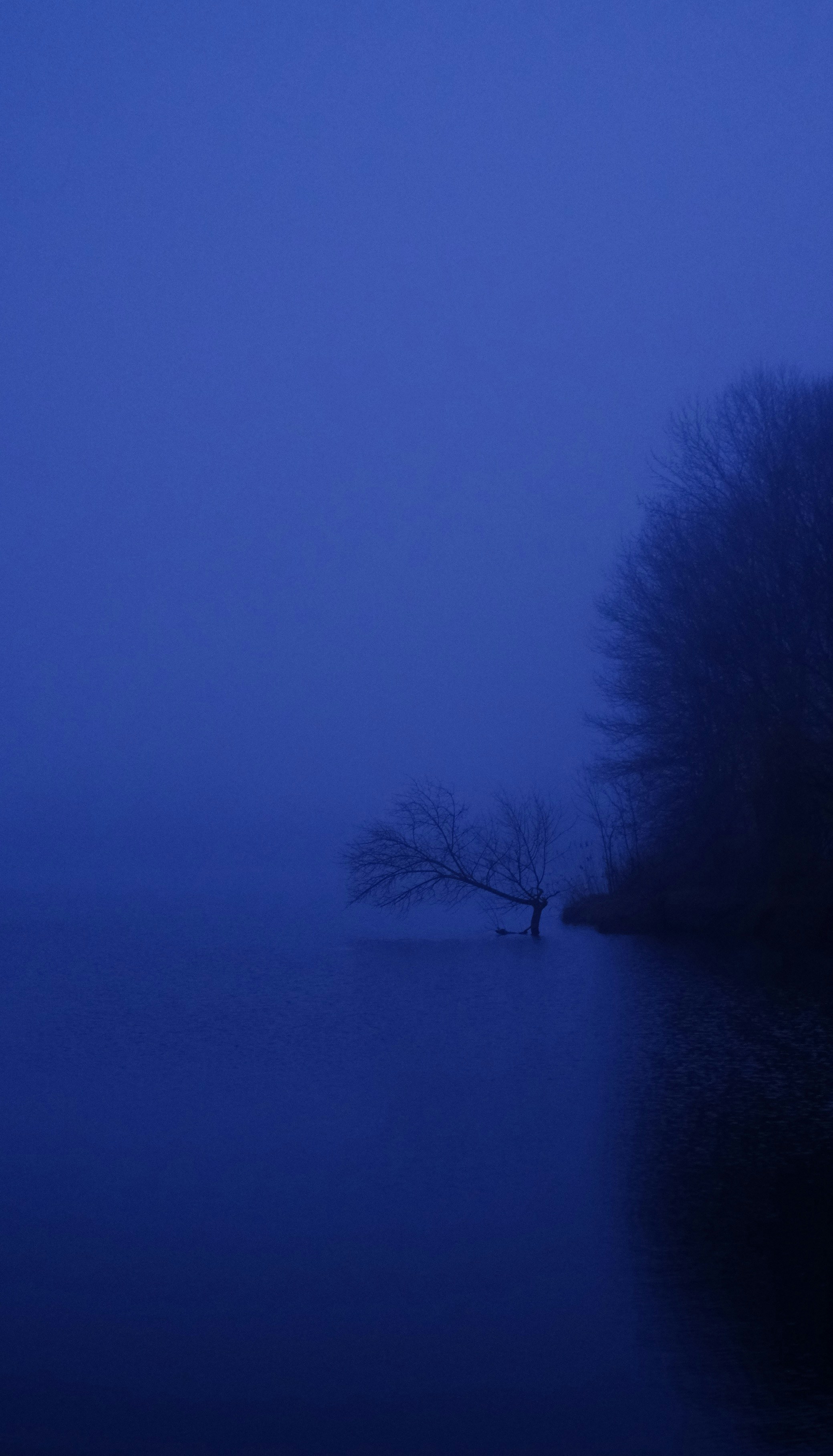 landscape in fog