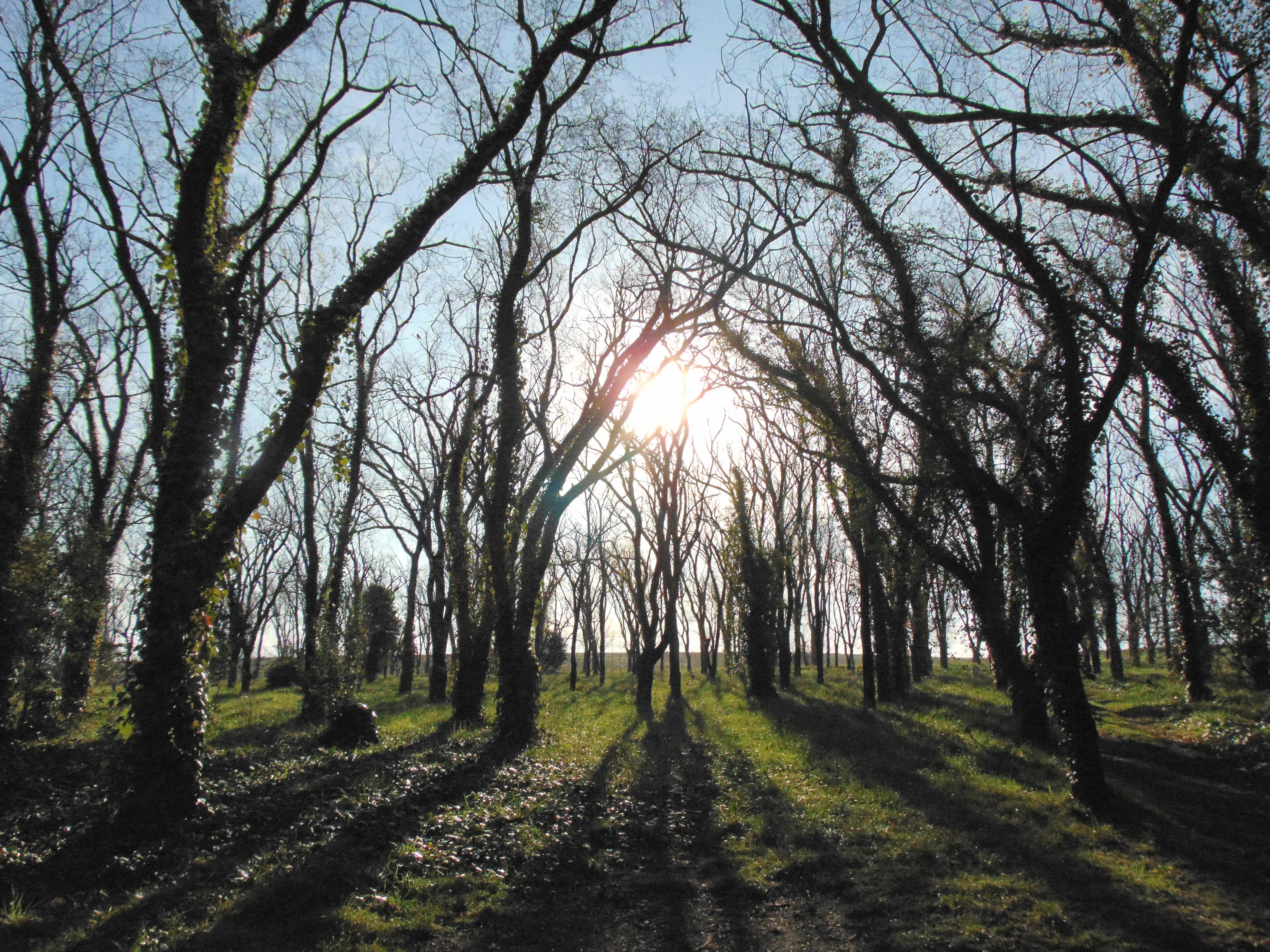 Sunlight filtering through bare trees in a serene forest.
