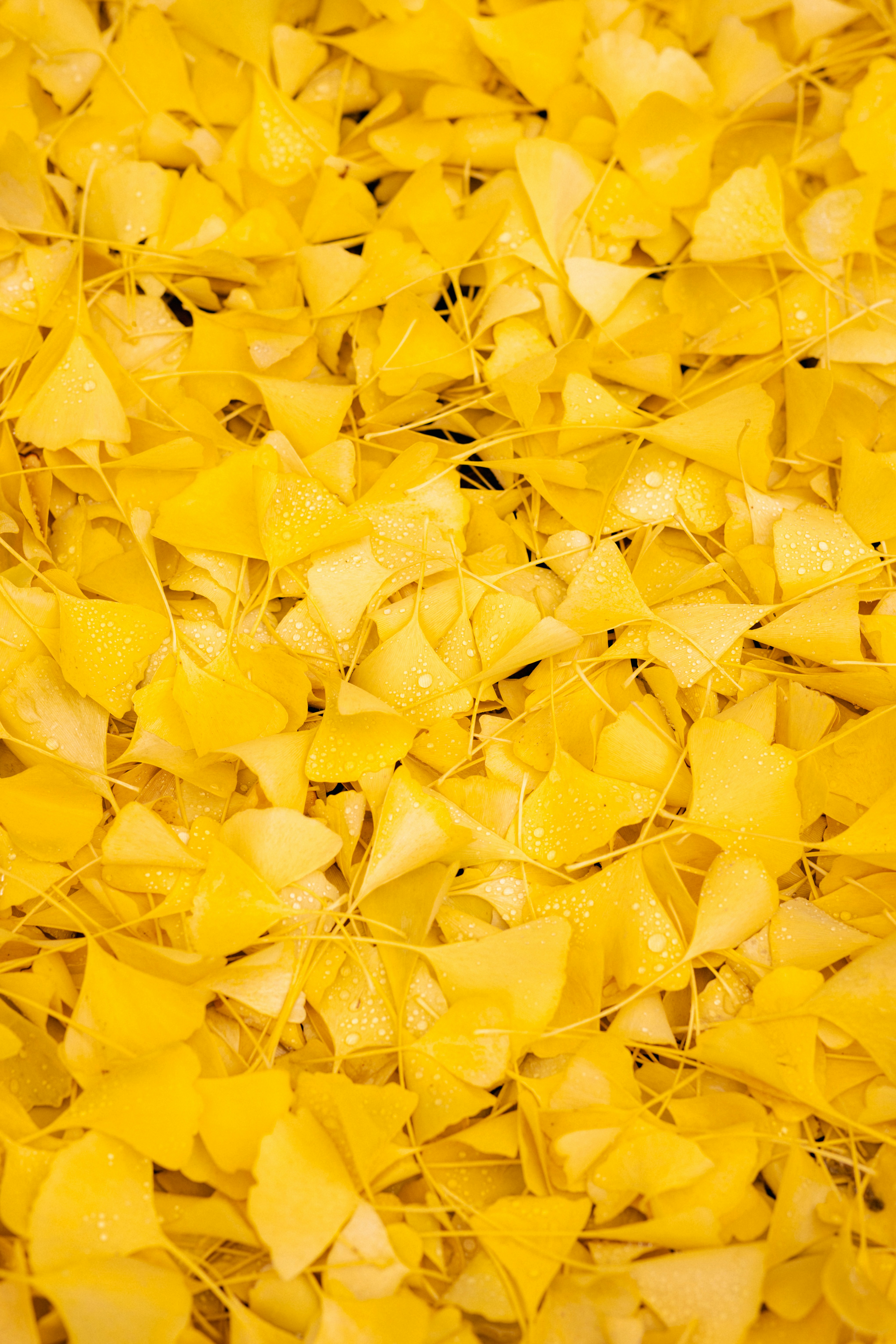 Golden Mosaic: close-up of sunlit autumn leaves