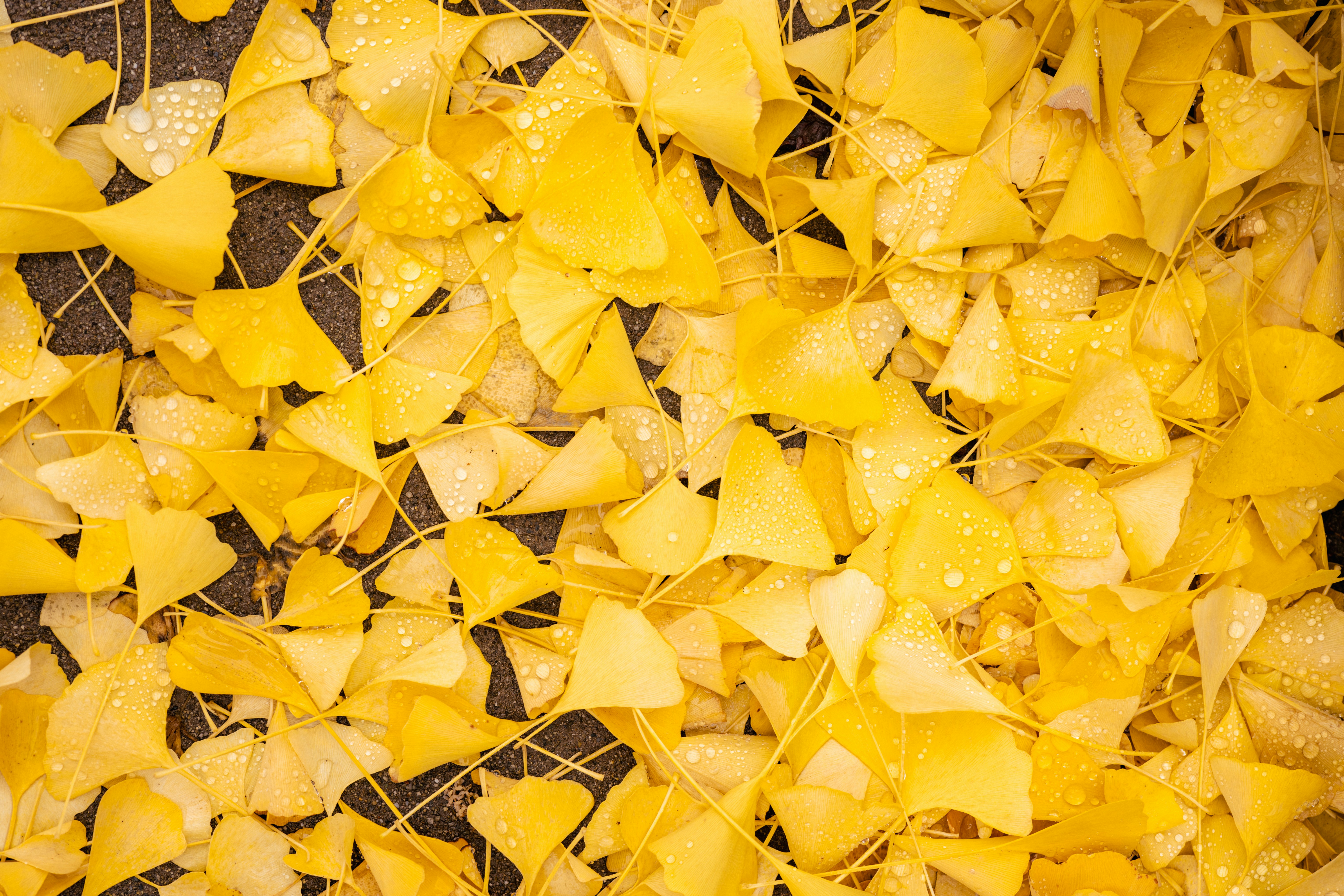Golden Ginkgo Mosaic: sunlit fan-shaped leaves scatter across a dark pavement
