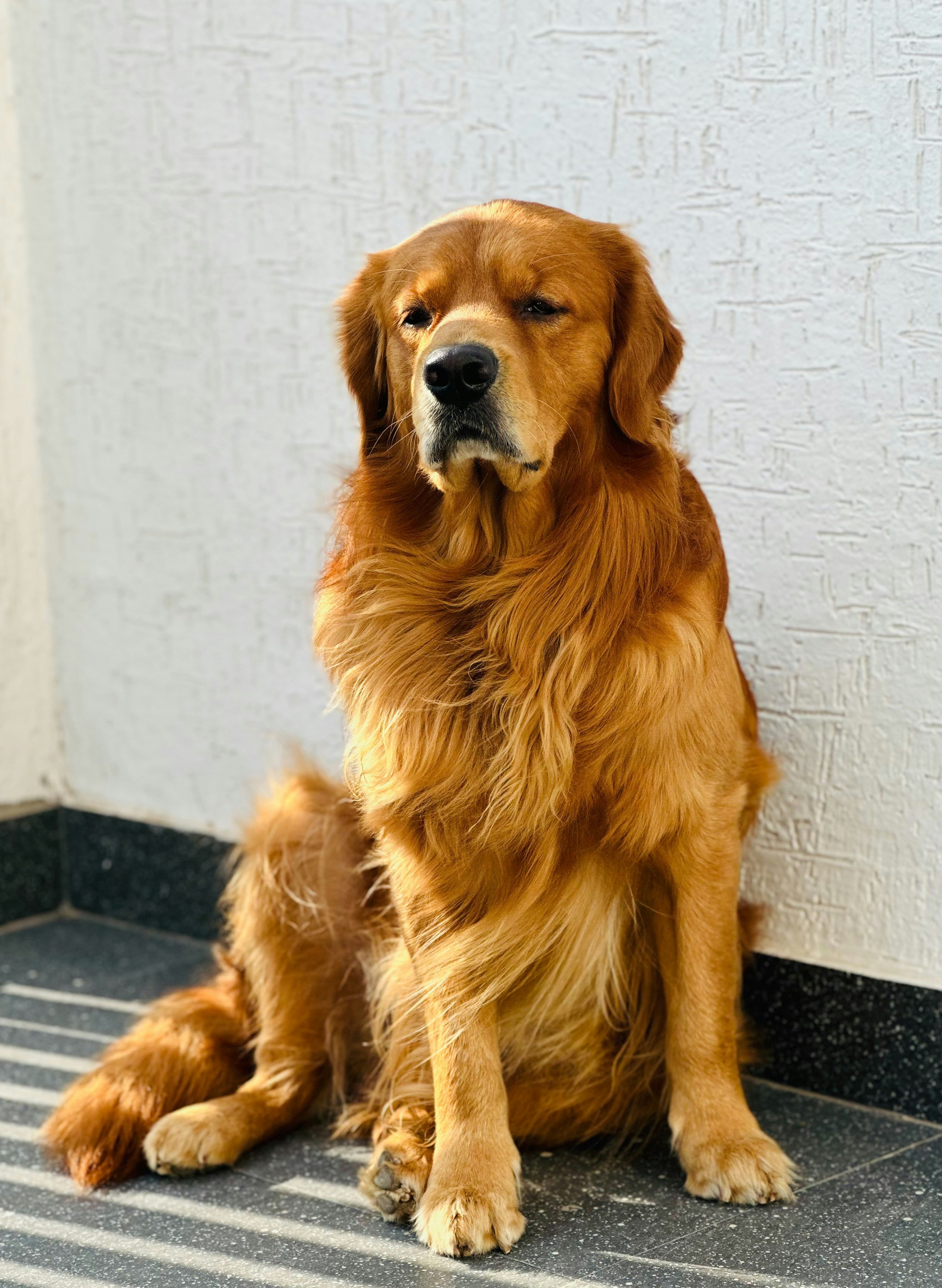 Golden Retriever Seated at Baseboard corner with Soft Light
