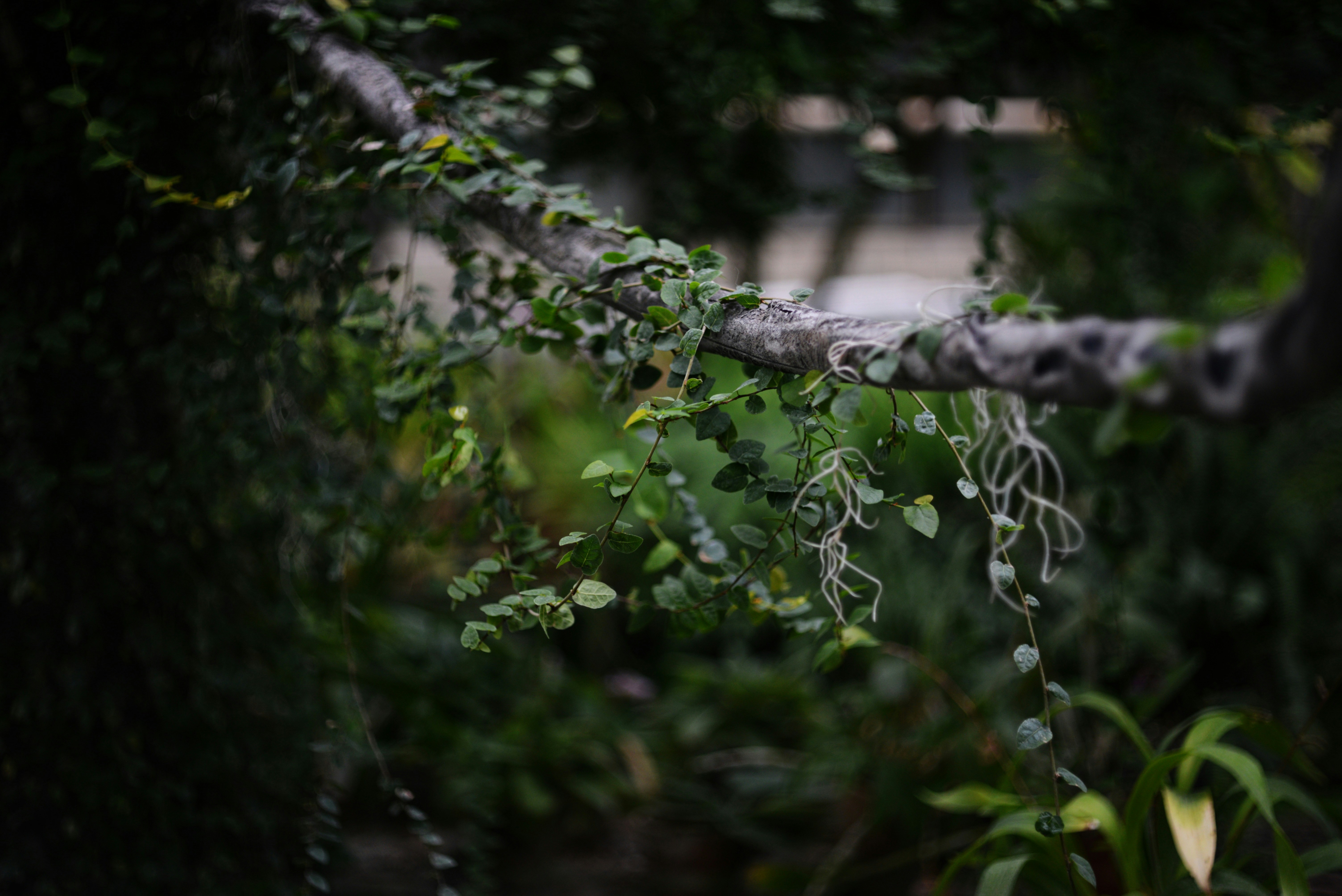 Whispers of Tillandsia: A Shadowed Branch Entwined in Green