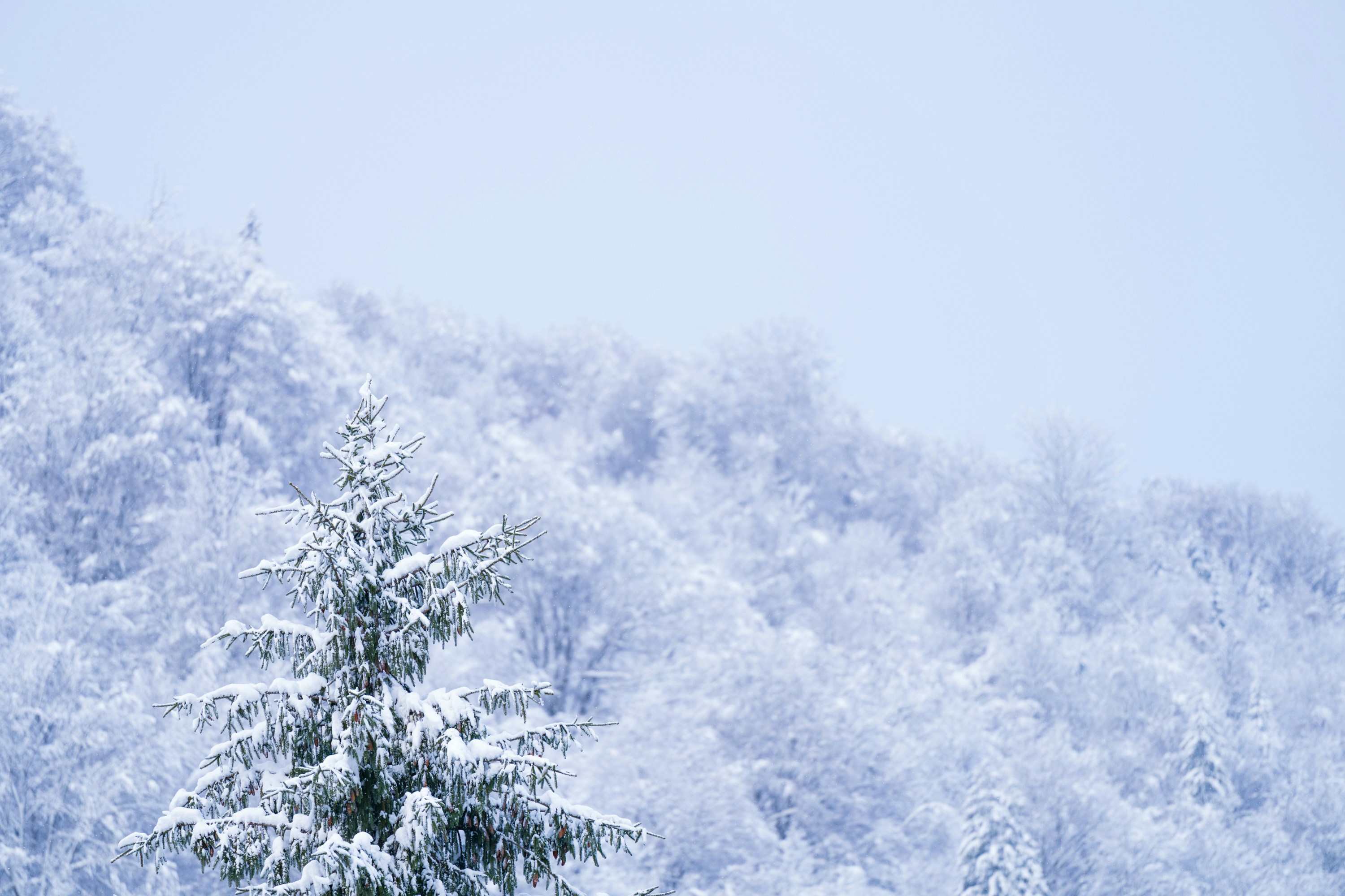 Winter Scenery with frozen trees and snowy themed backgrounds.