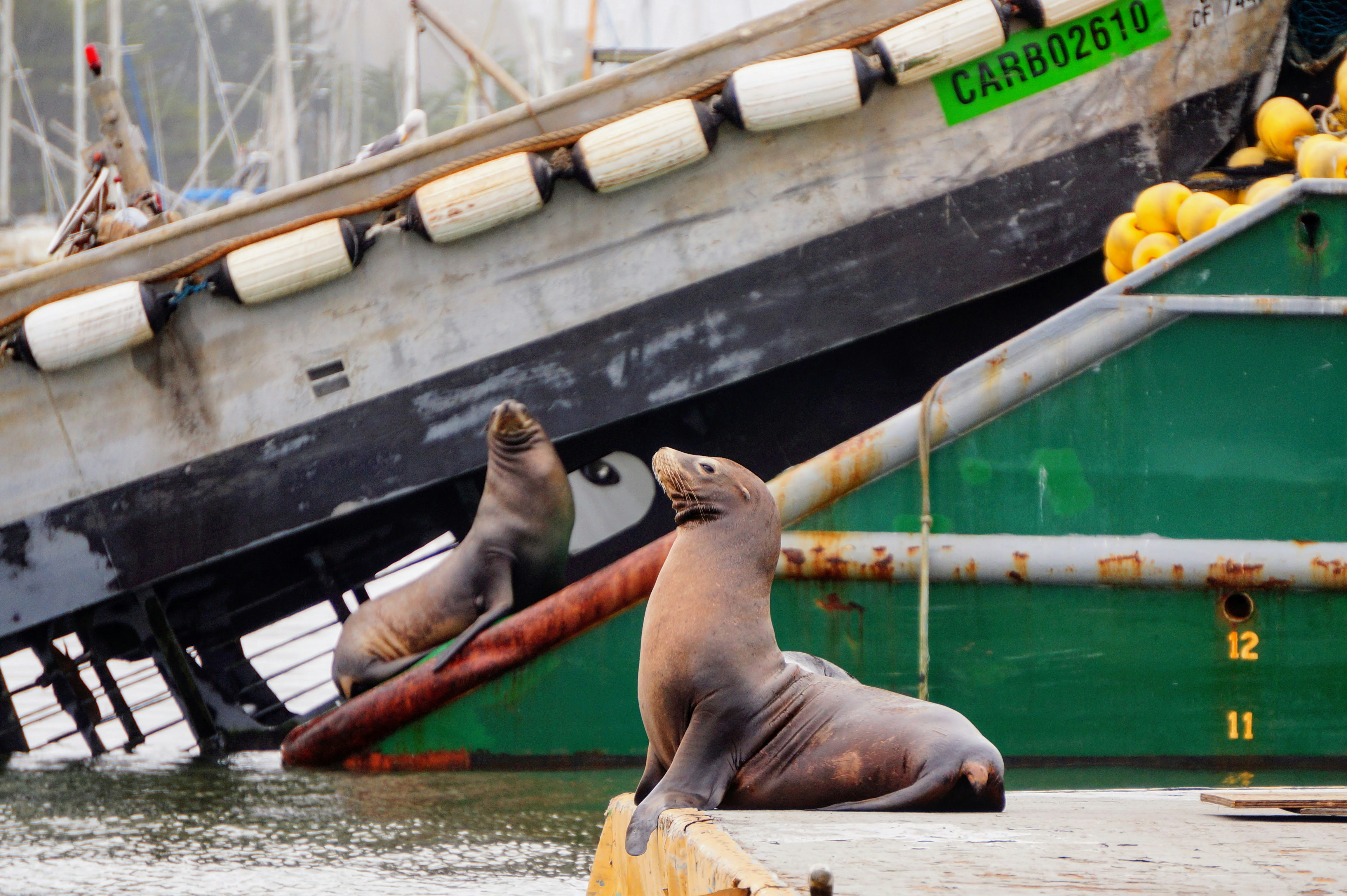 Seated Seals at the Quiet Dock