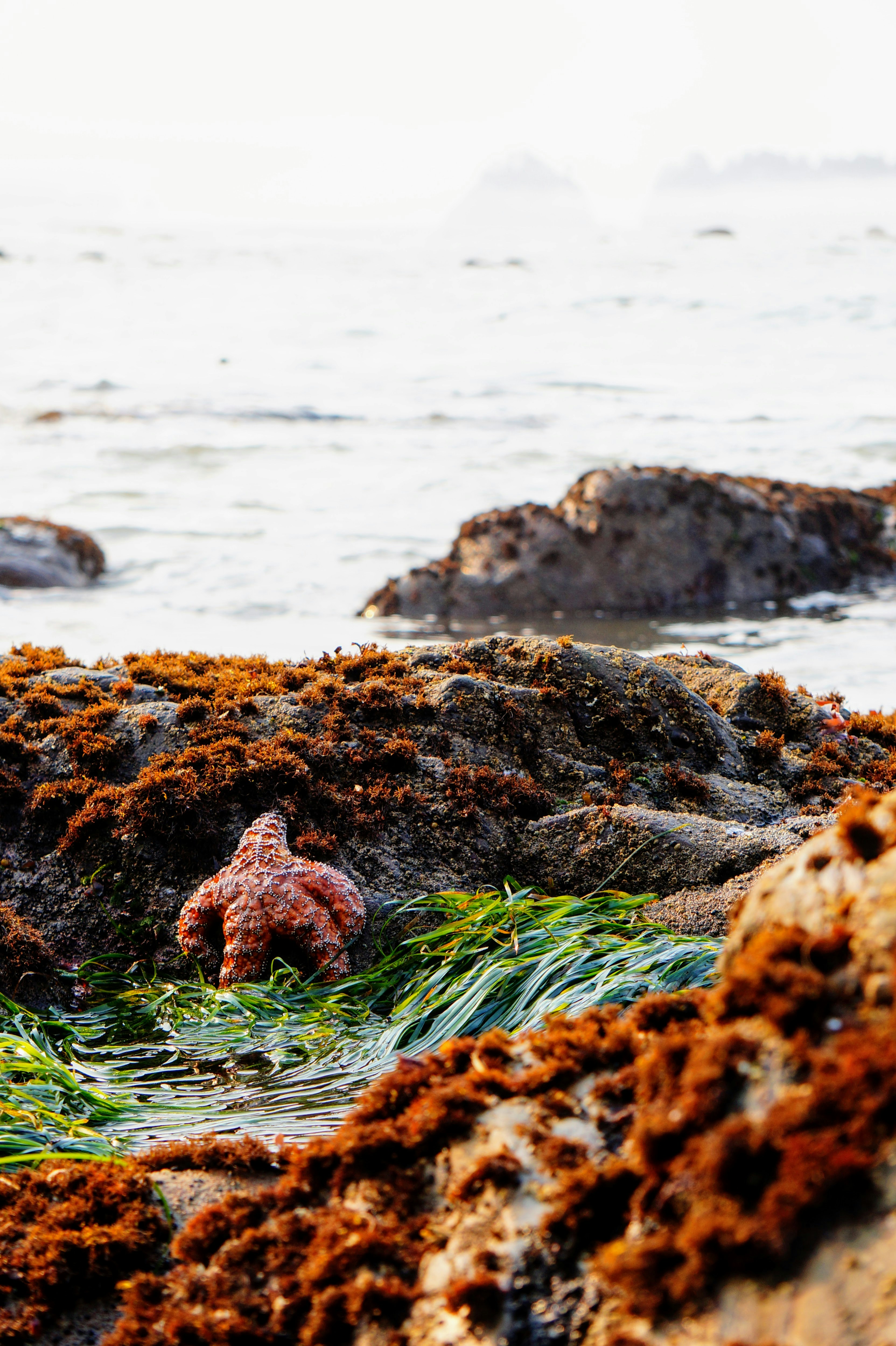 Seaweed and seaweed growing on rocks near the ocean photo – Free Animal ...