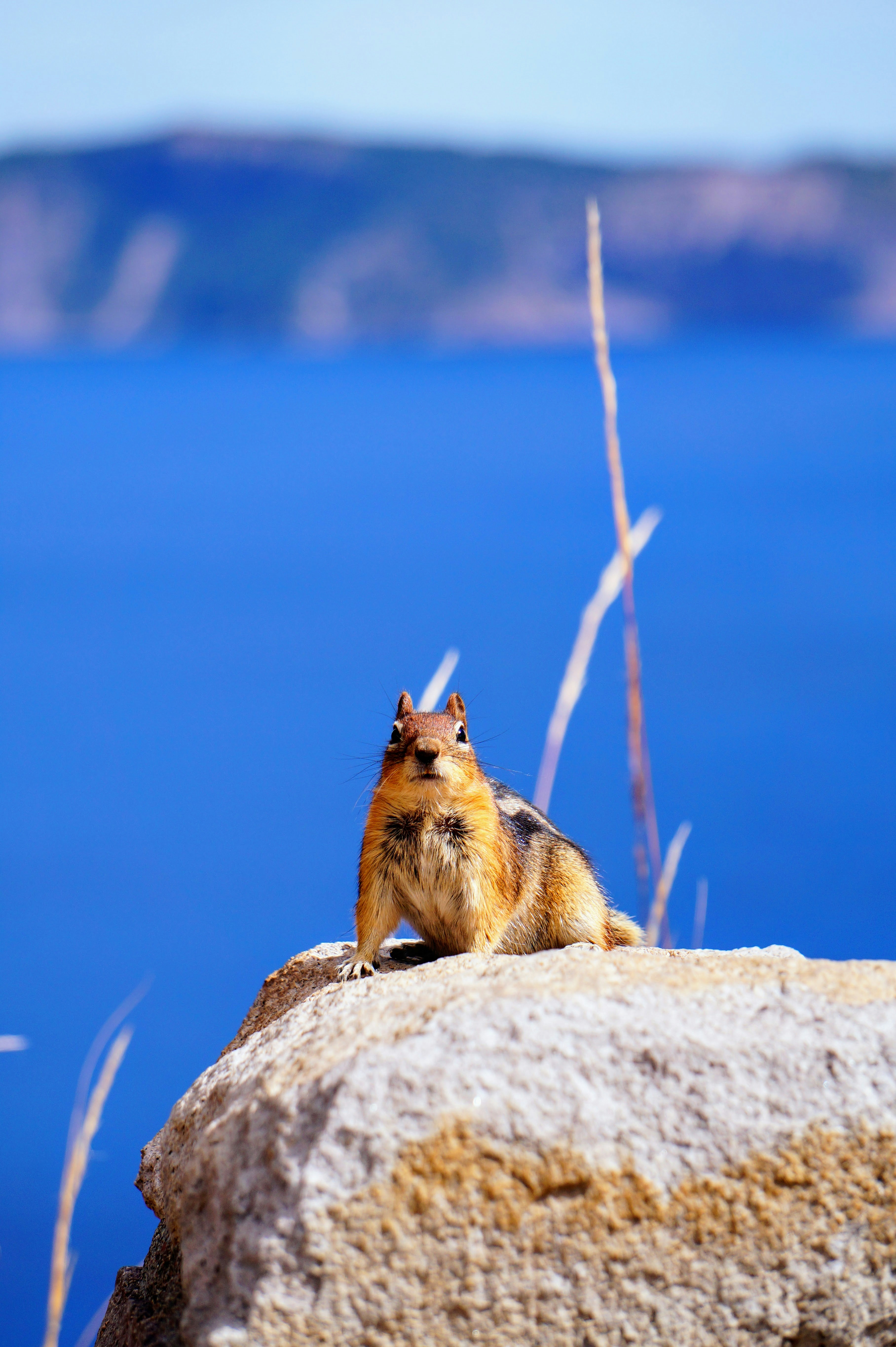 Coastal Sentry on a Granite Rock: Squirrel Pauses Against a Cerulean Sea