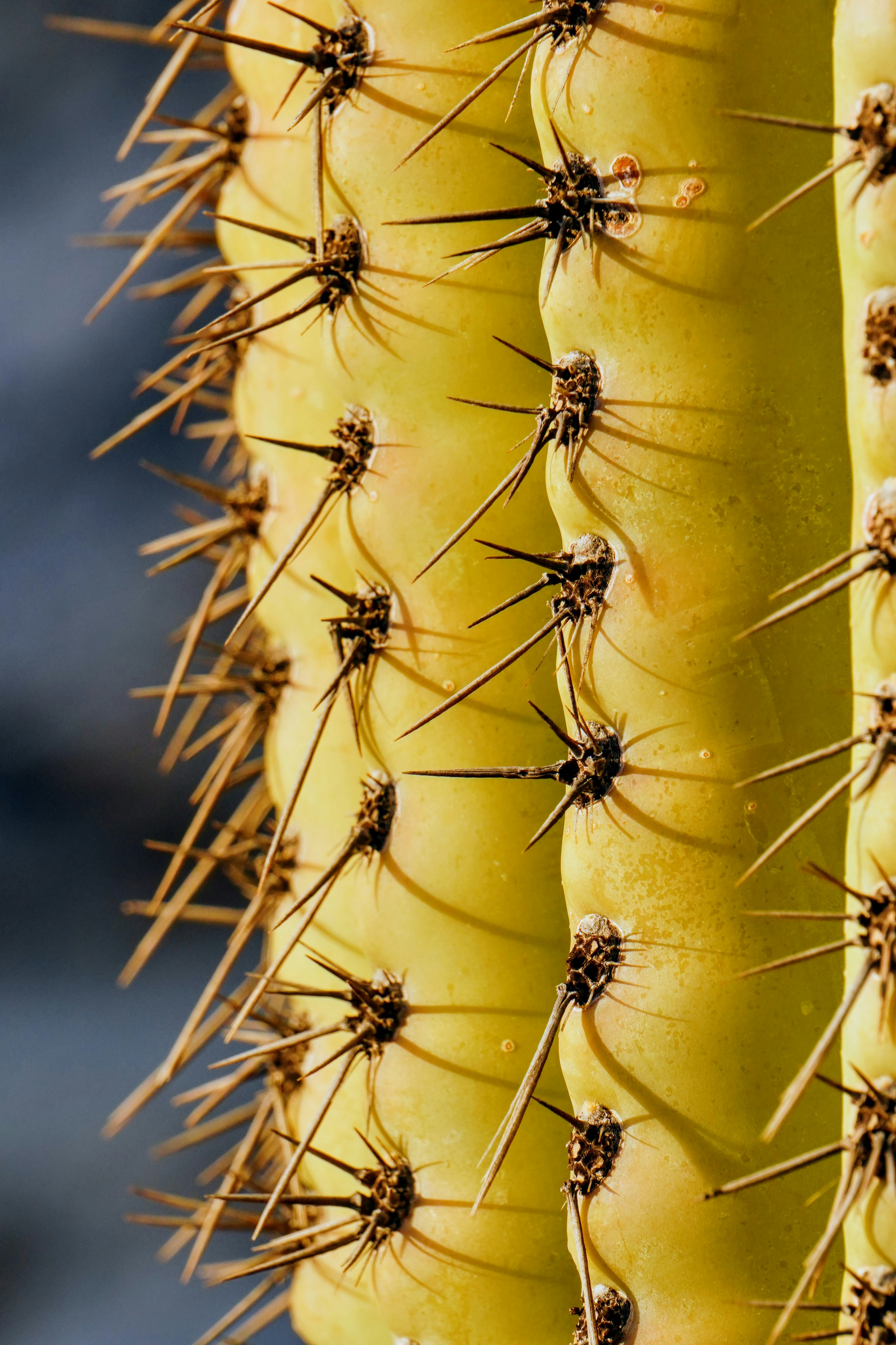 Golden Spine: A Macro Portrait of Cactus Texture