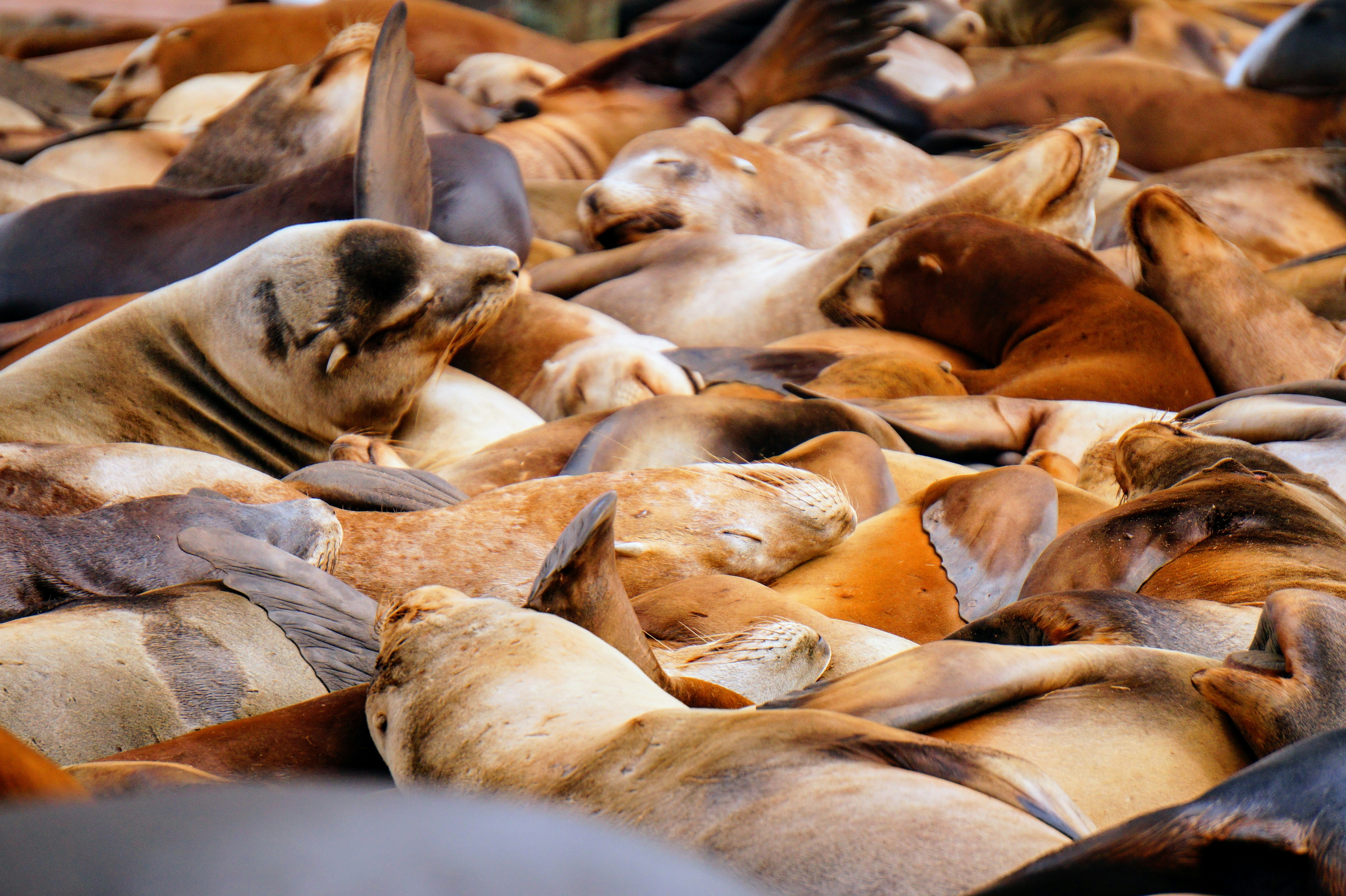 A large group of animals laying on top of each other