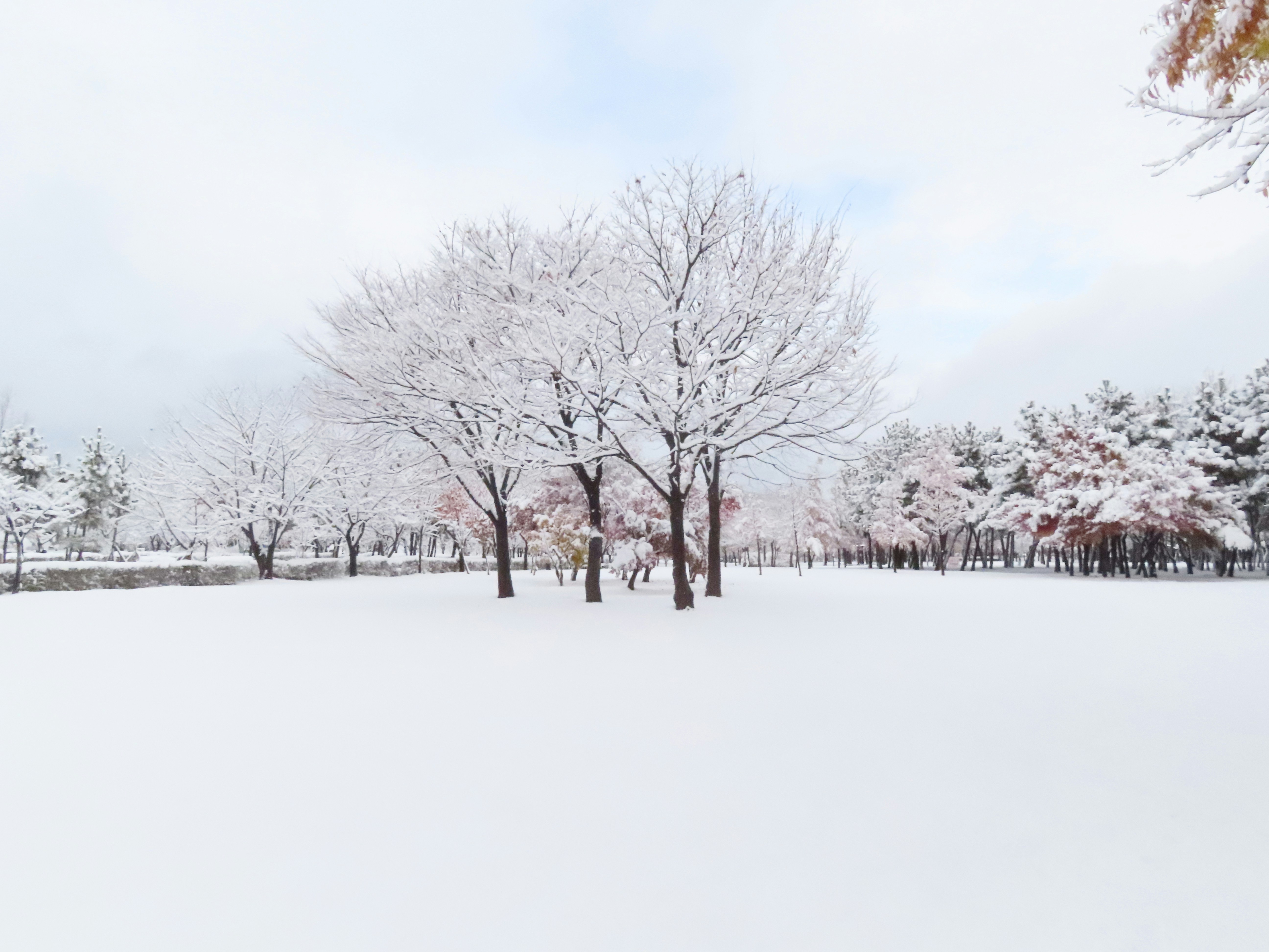 Photo by soopmani kim with Canon PowerShot SX740 HS