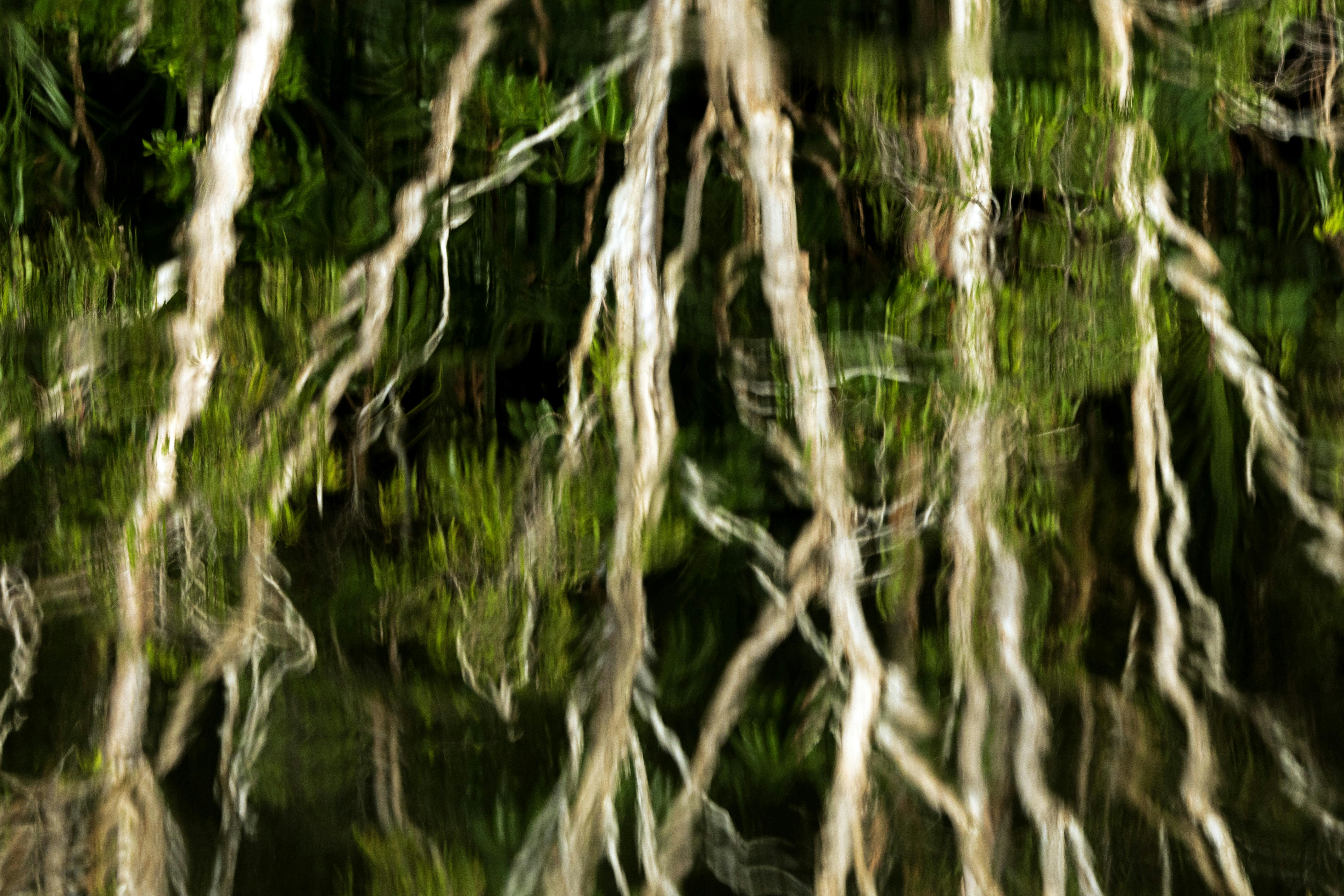 A bunch of tree roots hanging over a body of water photo – Free ...