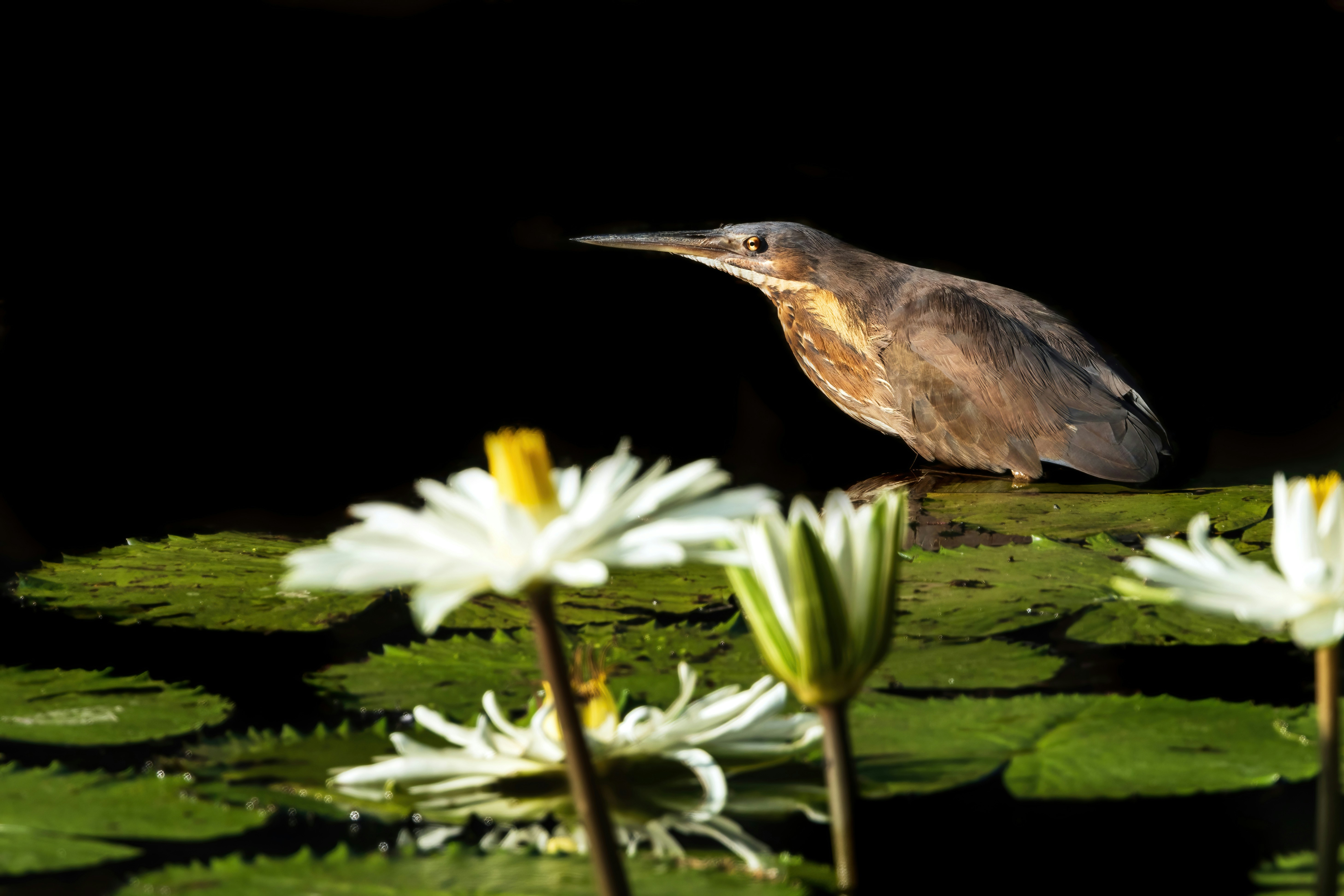 Perched in Shadow: A Heron Among Lily Pads