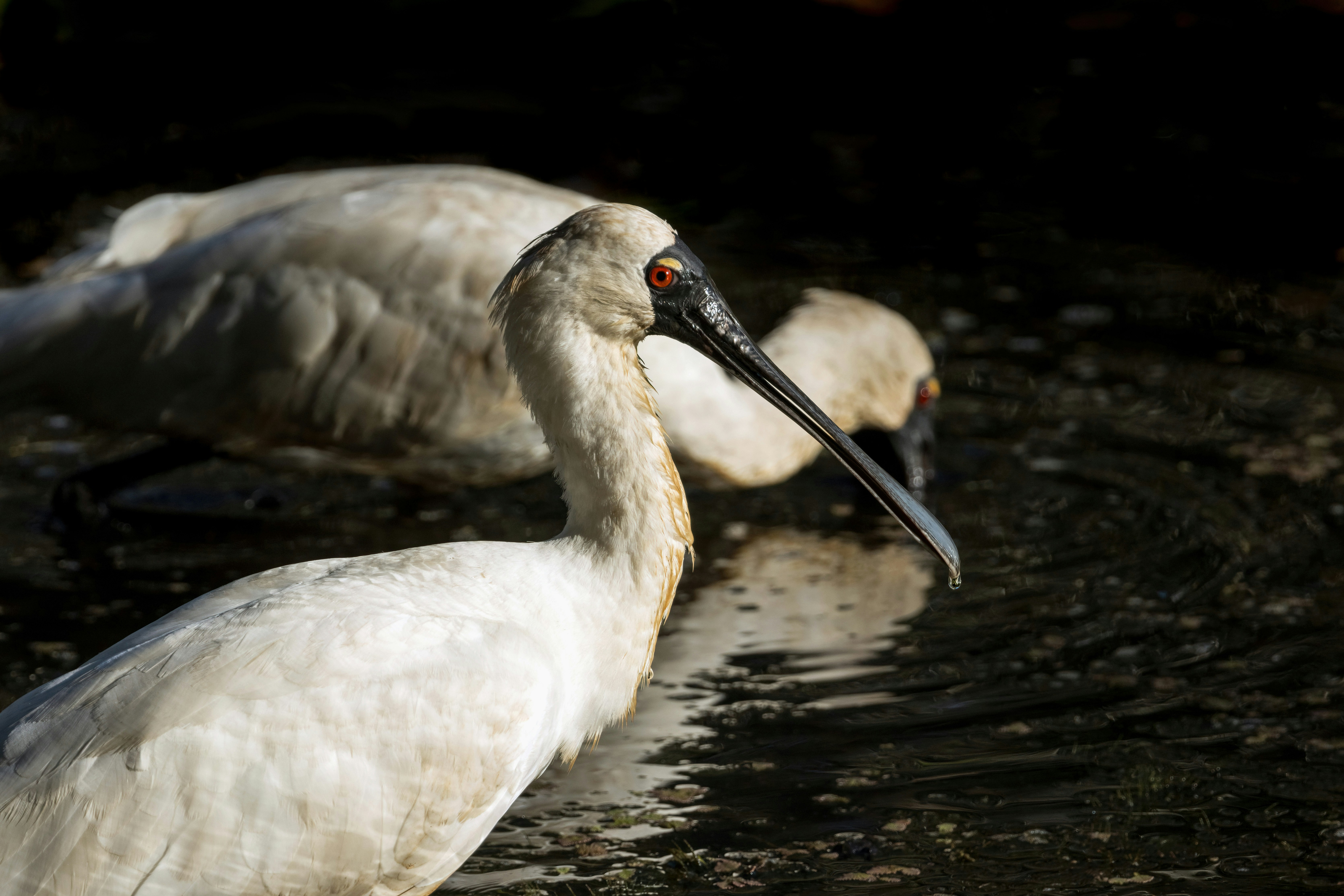 A couple of birds that are standing in the water photo – Free Bird ...