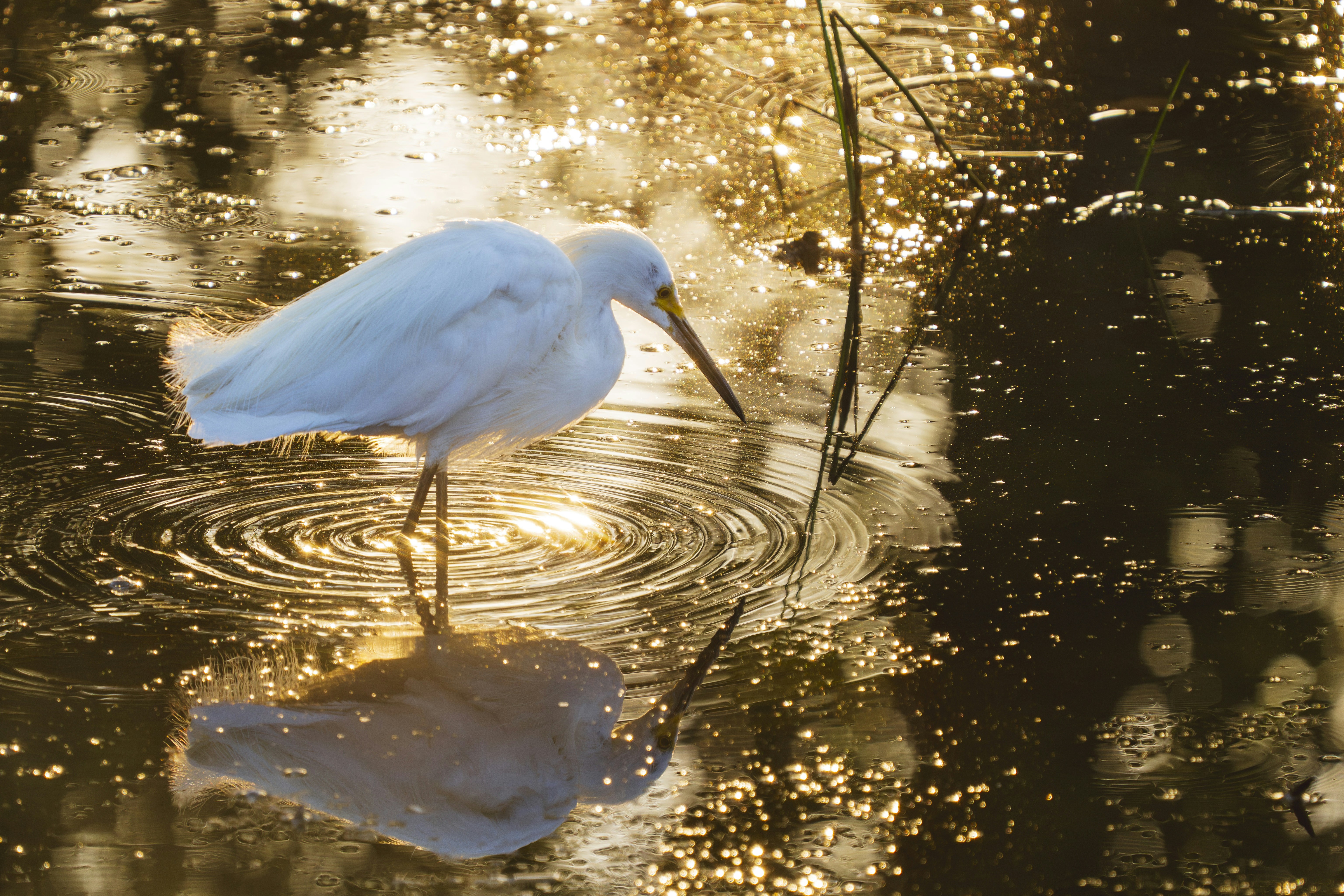 Glittering Ripples, the Golden Hour Egret