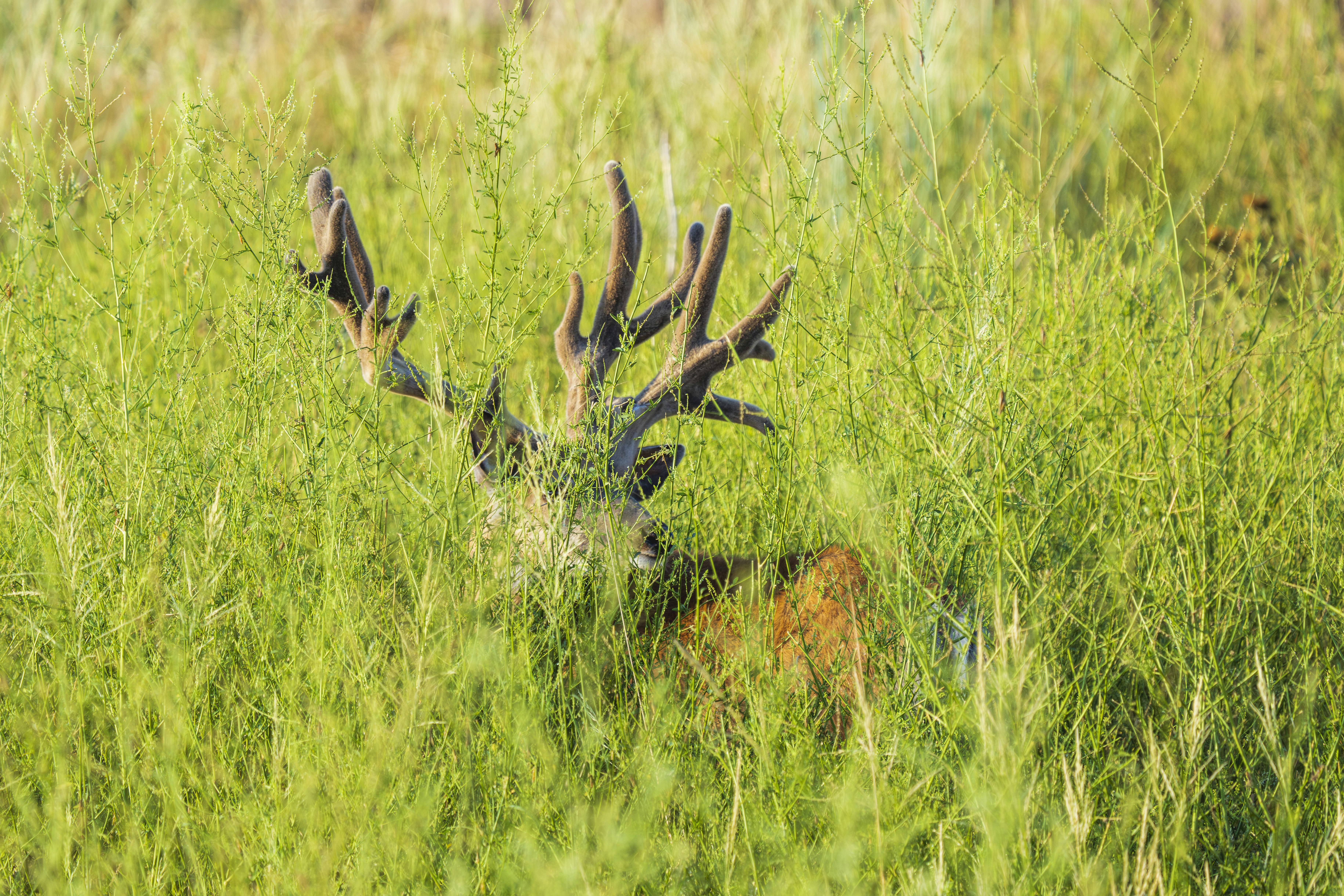 Mule deer antlers emerge from tall grass in the early morning light.