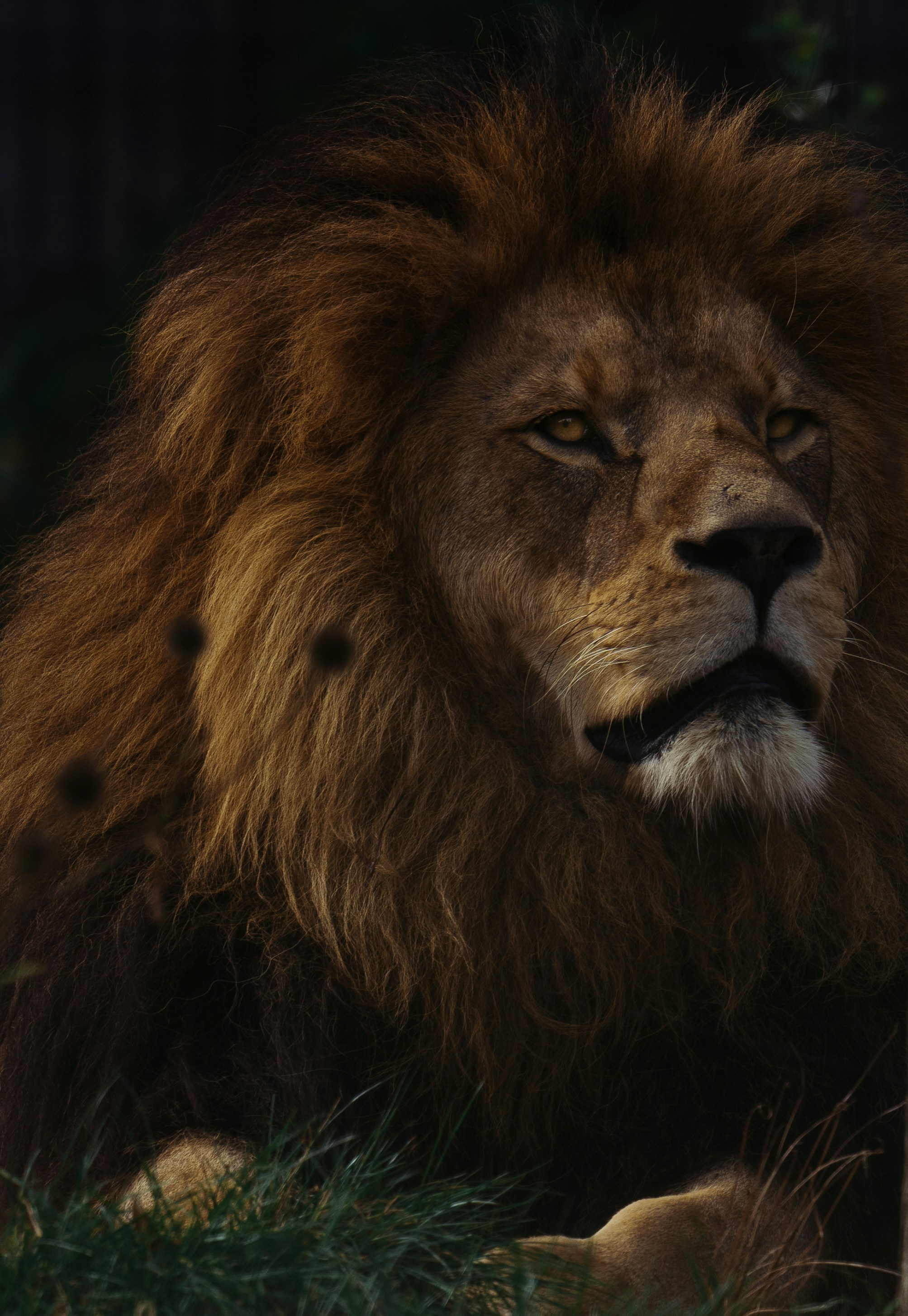 Gros plan d’un lion allongé sur le sol photo – Image gratuite de Animal ...