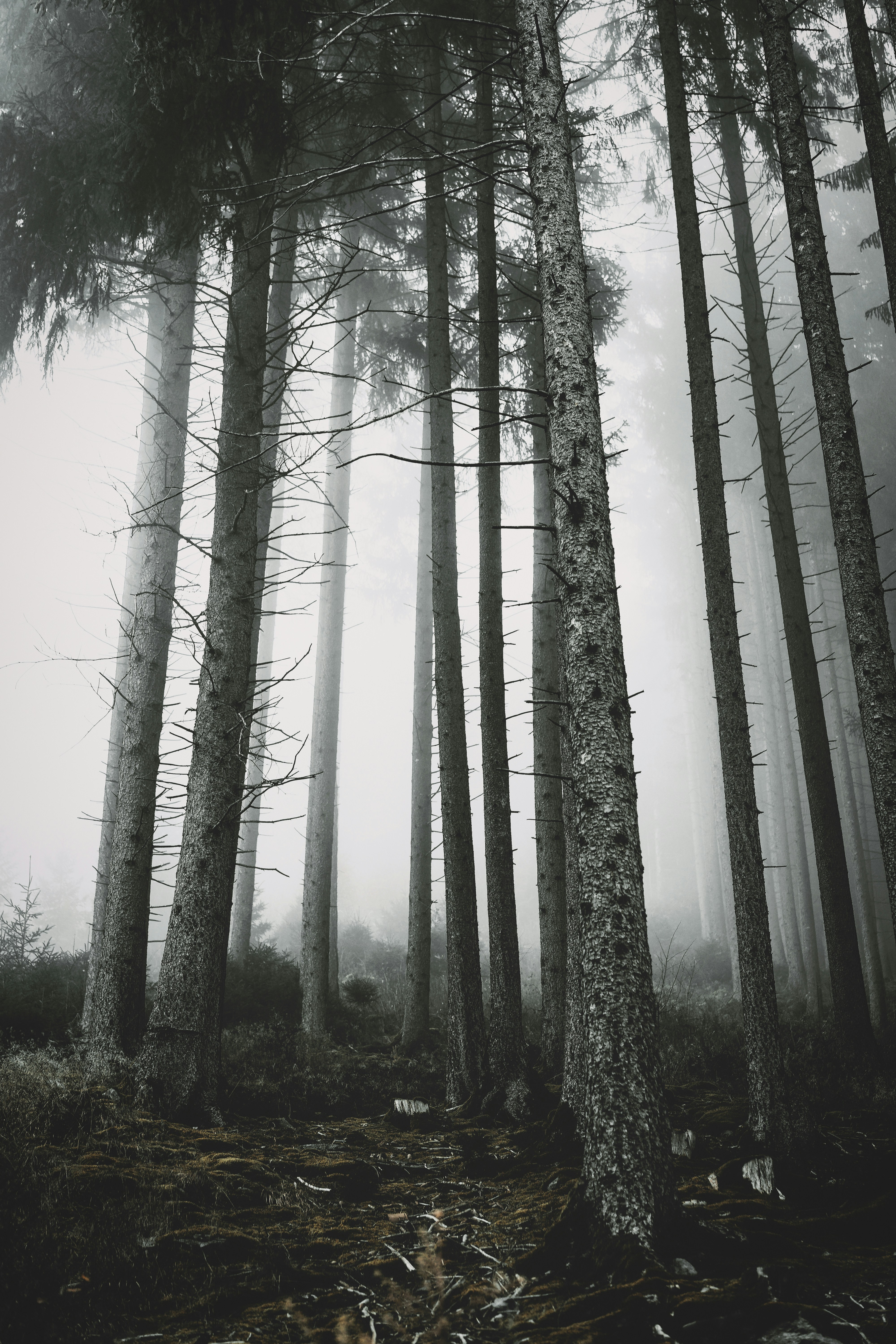 A forest filled with lots of tall trees photo – Free Vegetation Image ...