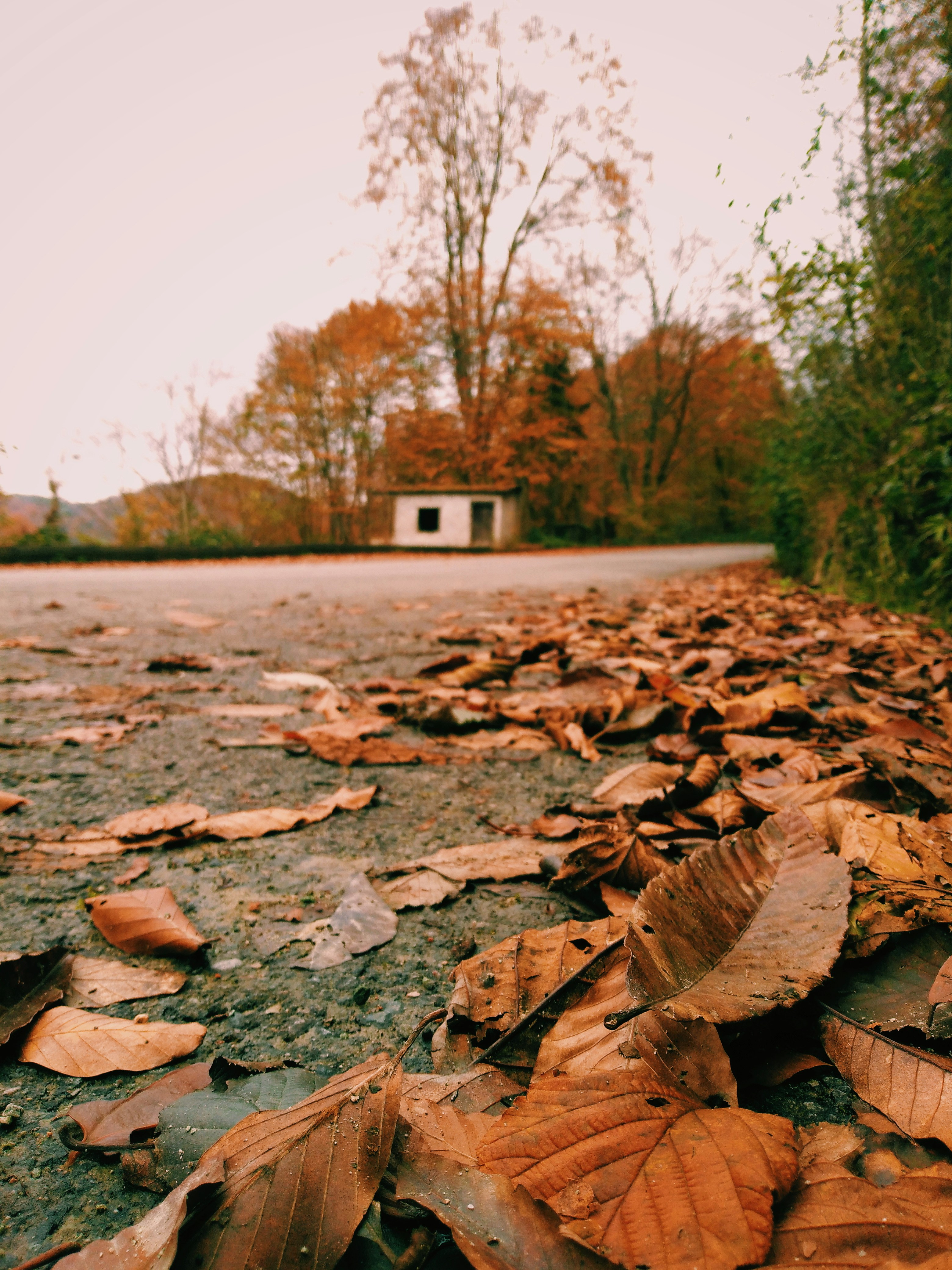 A carpet of fallen leaves lines a winding road, leading towards an abandoned structure in the distance.