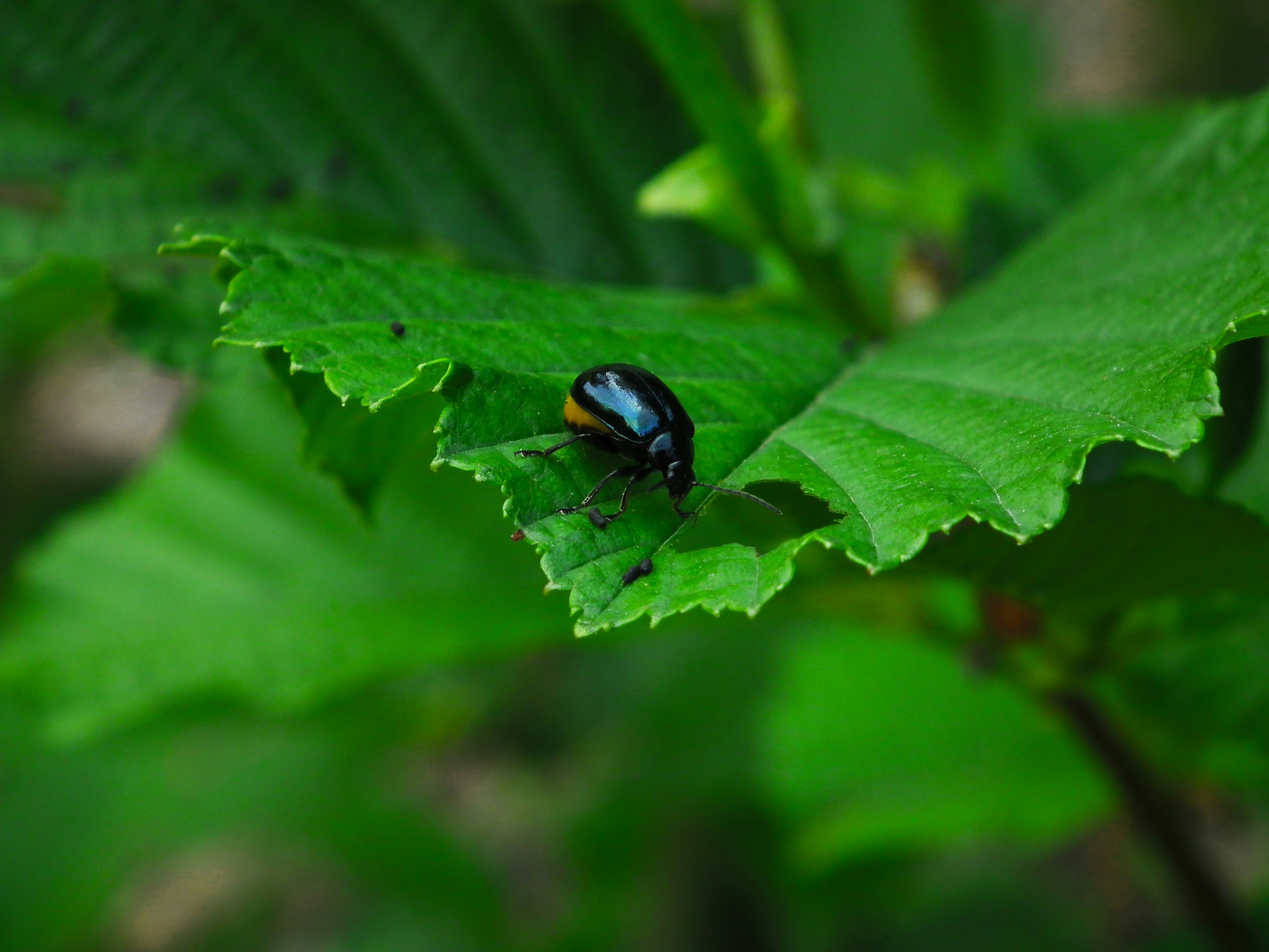 A tiny beetle clings to a vibrant green leaf, its iridescent shell catching the light.