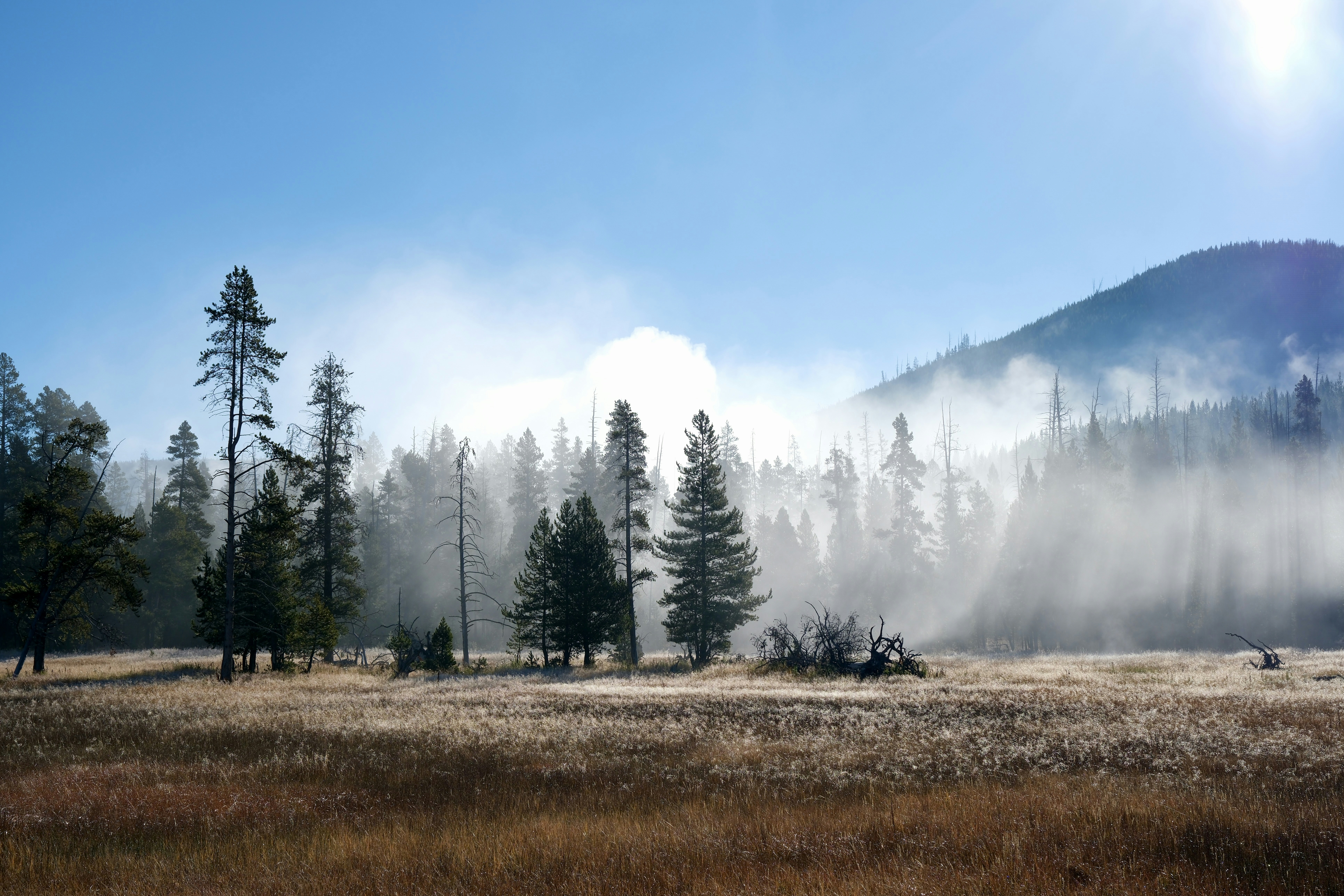 Morning mist envelops a serene forest meadow beneath a clear blue sky.