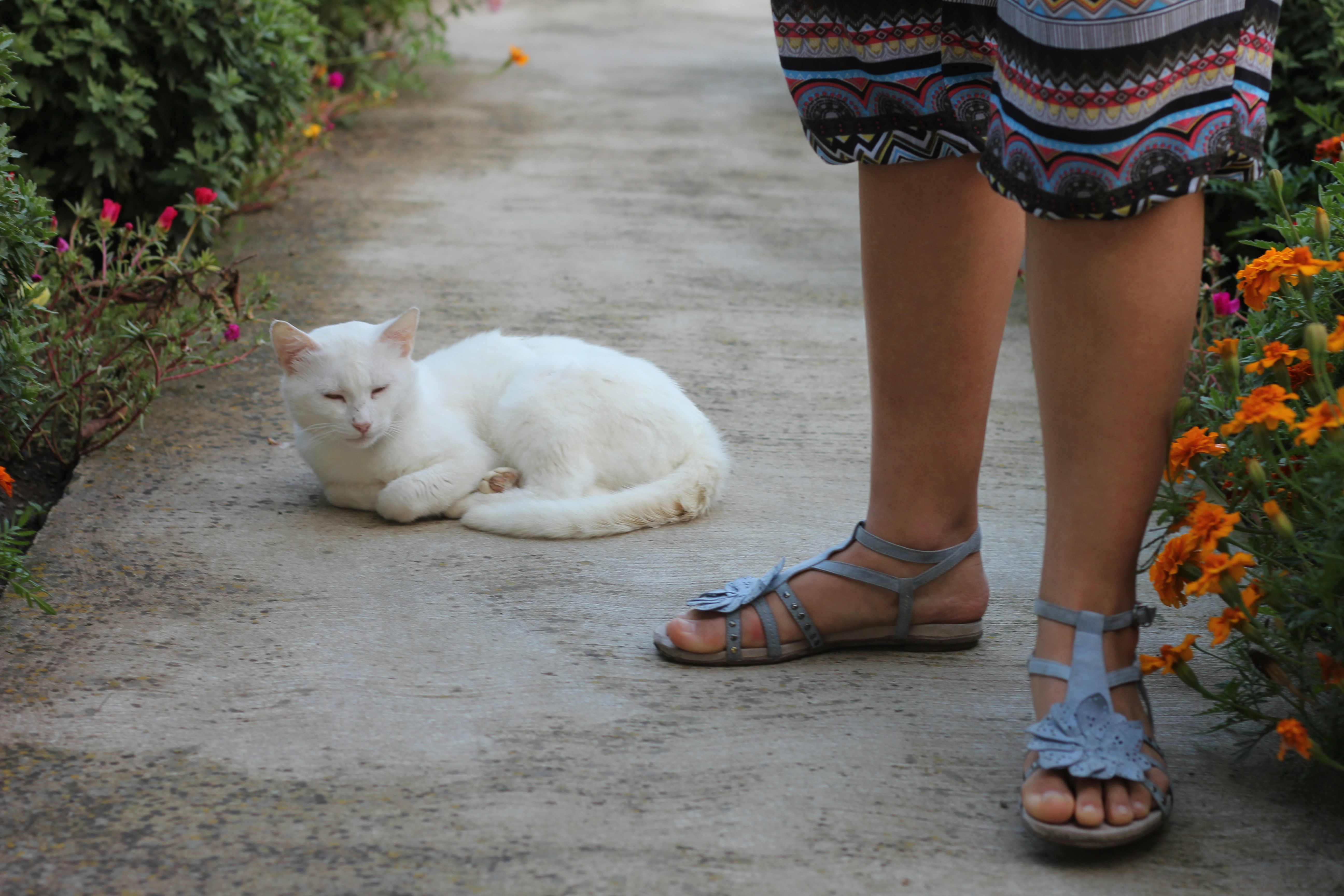 Sunlit Pause: White Cat on a Garden Path