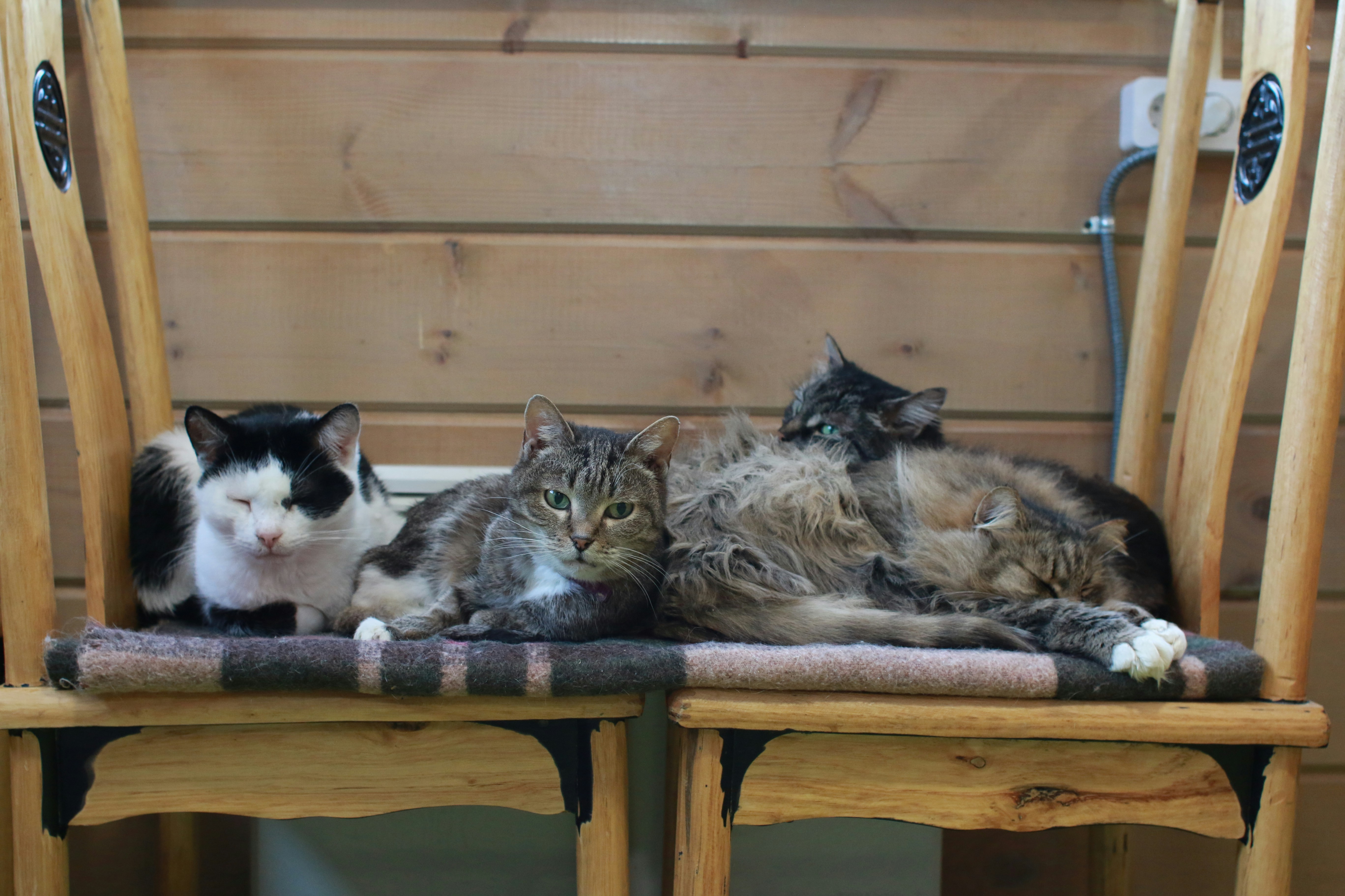 Whiskered Tranquility on a Rustic Bench: A Trio of Cats at Rest