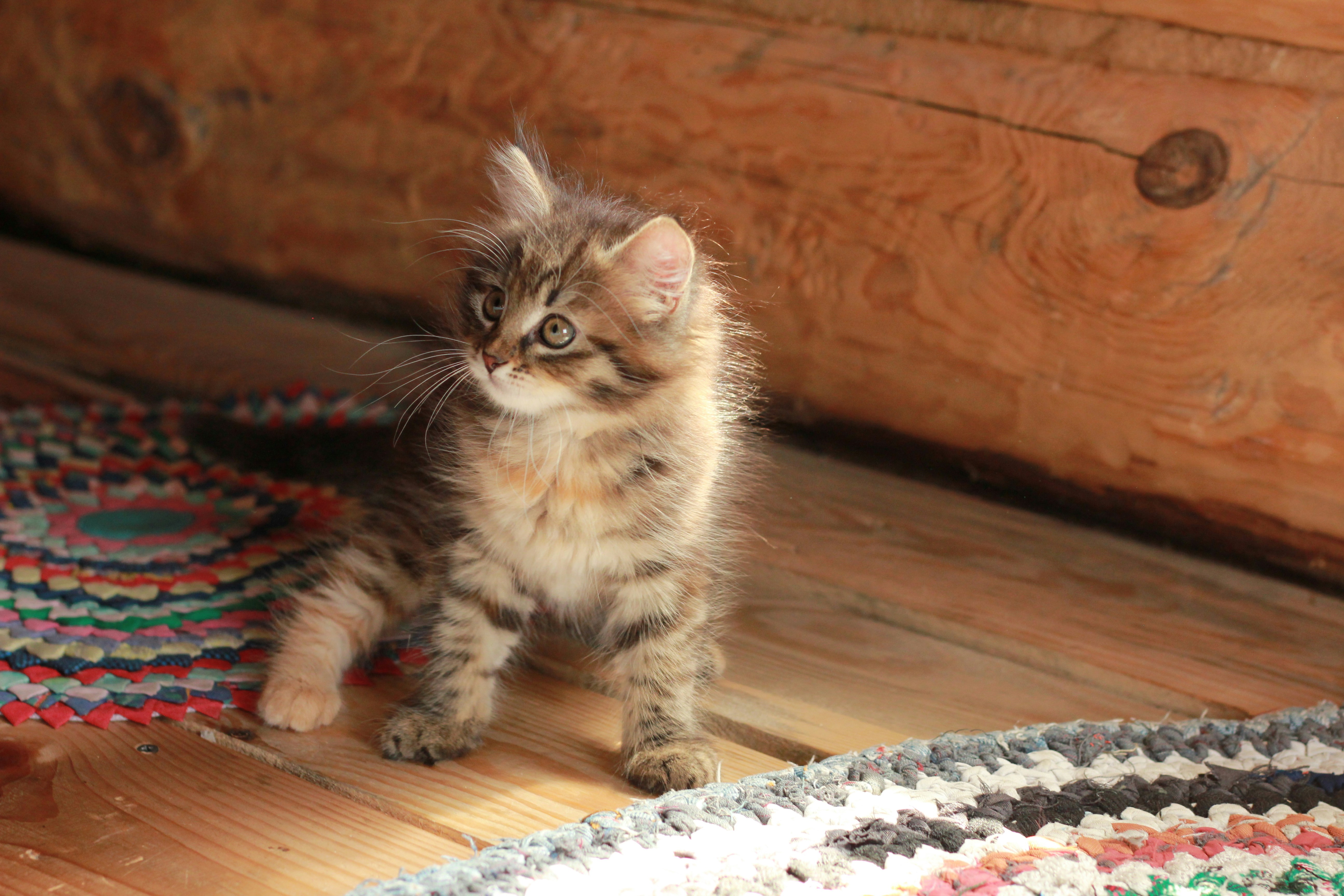 Curious Kitten on a Sunlit Rustic Floor