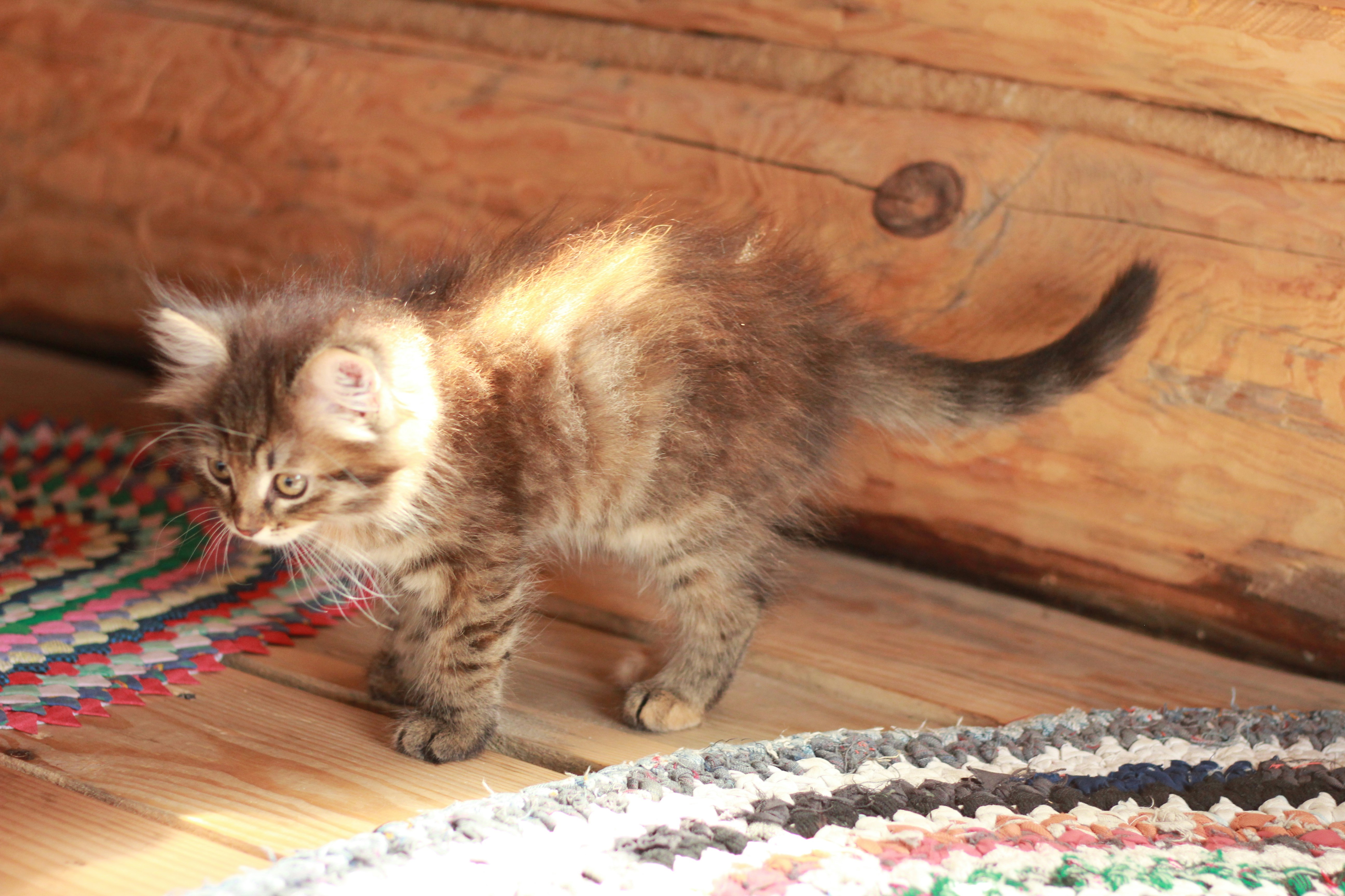 Curious Kitten on a Cozy Wooden Floor