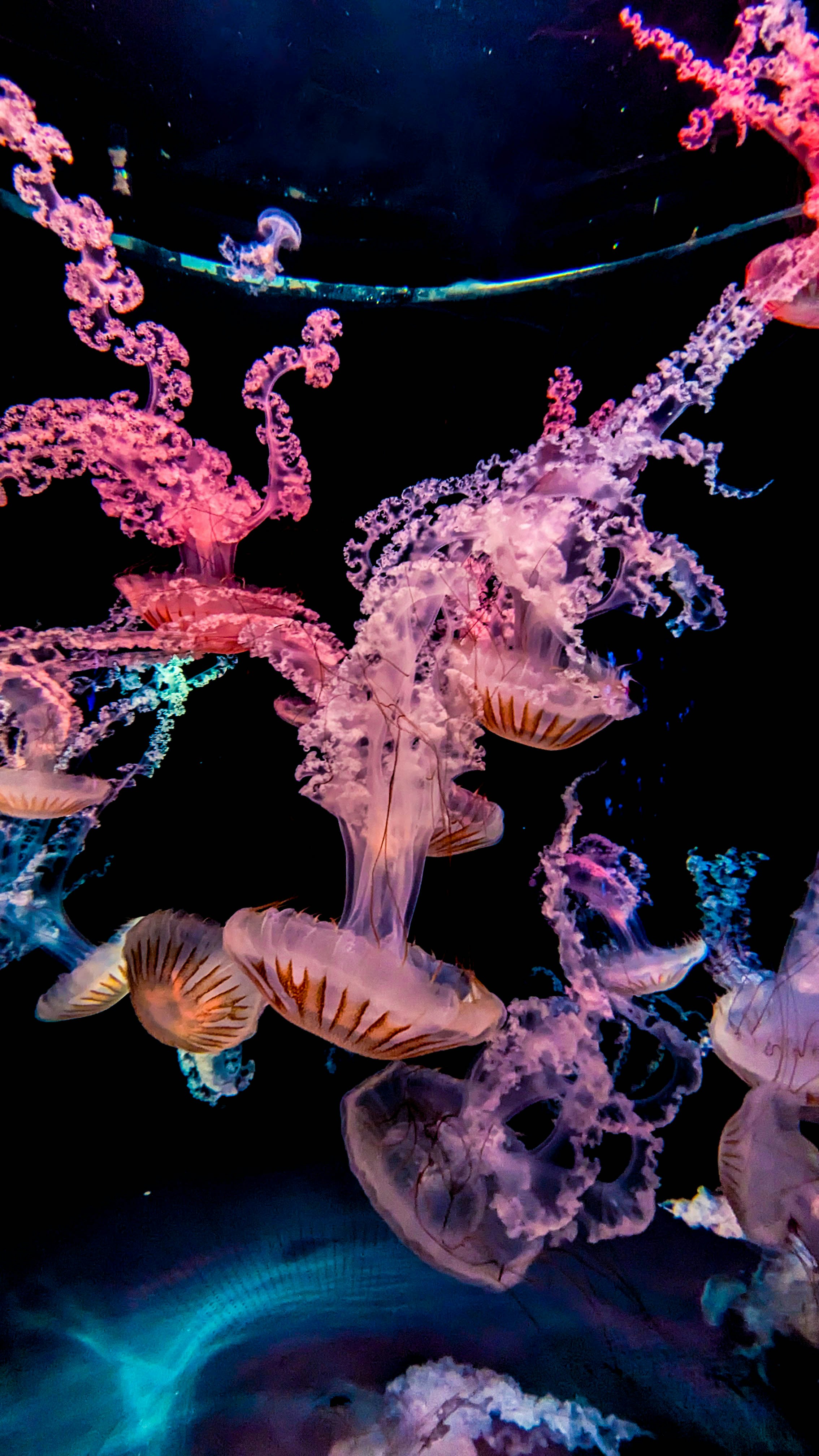Colorful jellyfish drift through a dark aquarium, illuminated by neon blue, pink, and purple lights.